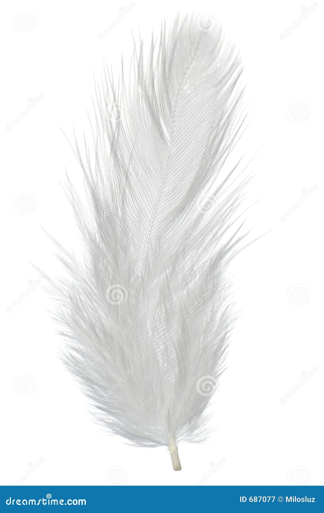 Feder stockbild. Bild von heck, feder, gefieder, unten - 687077