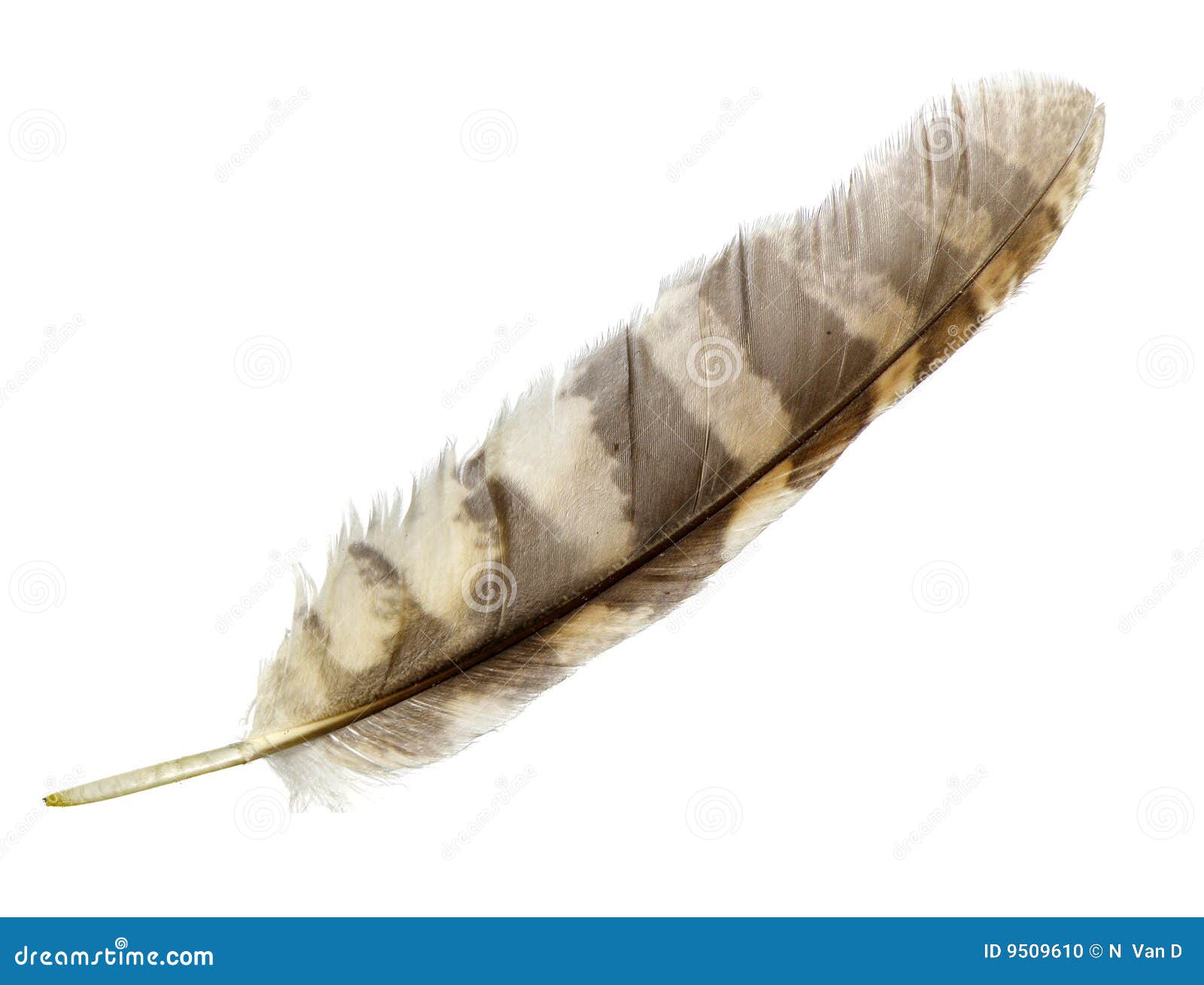 Feder stockfoto. Bild von nahaufnahme, hintergrund, antike - 9509610