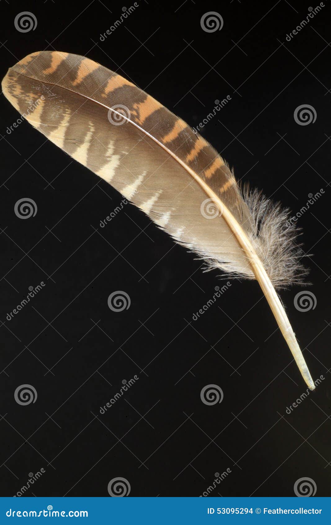 Feder Der Eurasischen Waldschnepfe Stockfoto - Bild von hintergrund ...