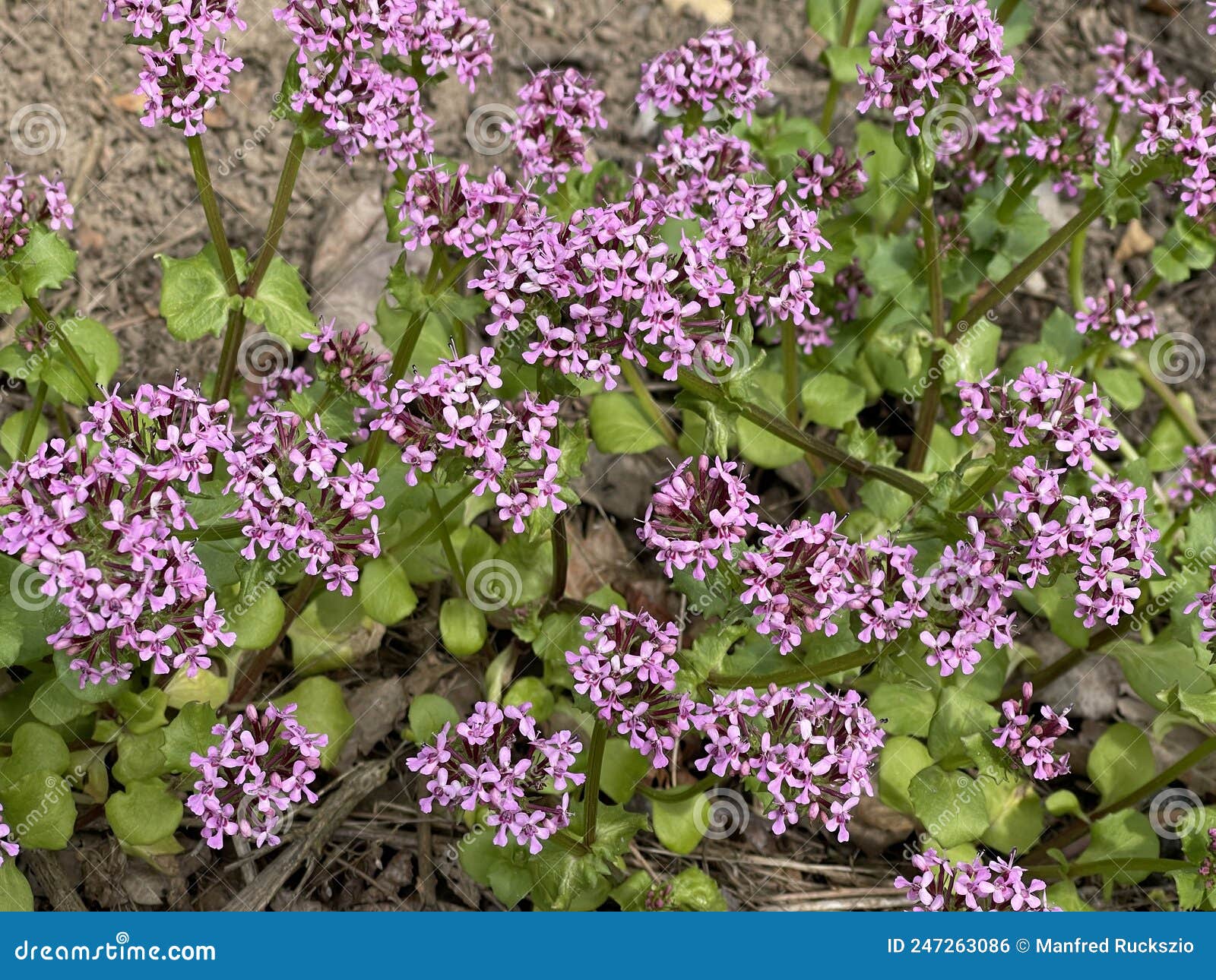 Fedia cornucopiae foto de archivo. Imagen de flora, africano - 247263086