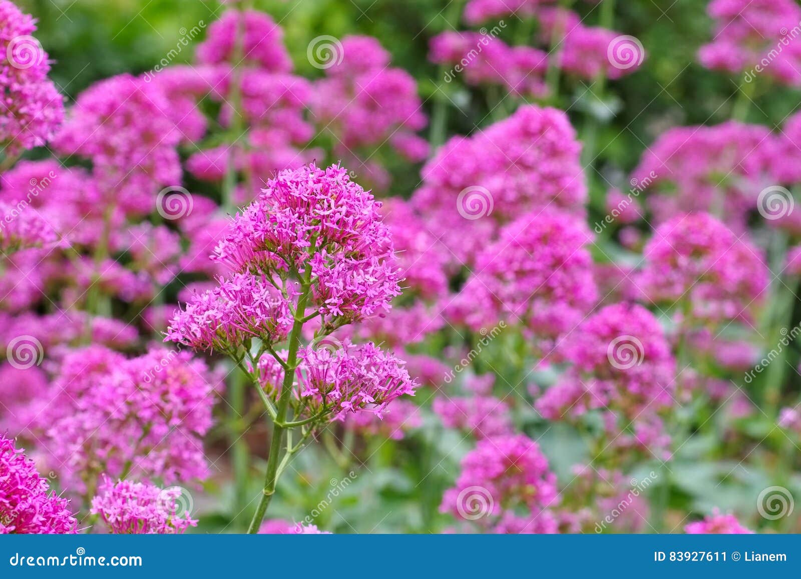 Fedia cornucopiae stock image. Image of valerianoideae - 83927611