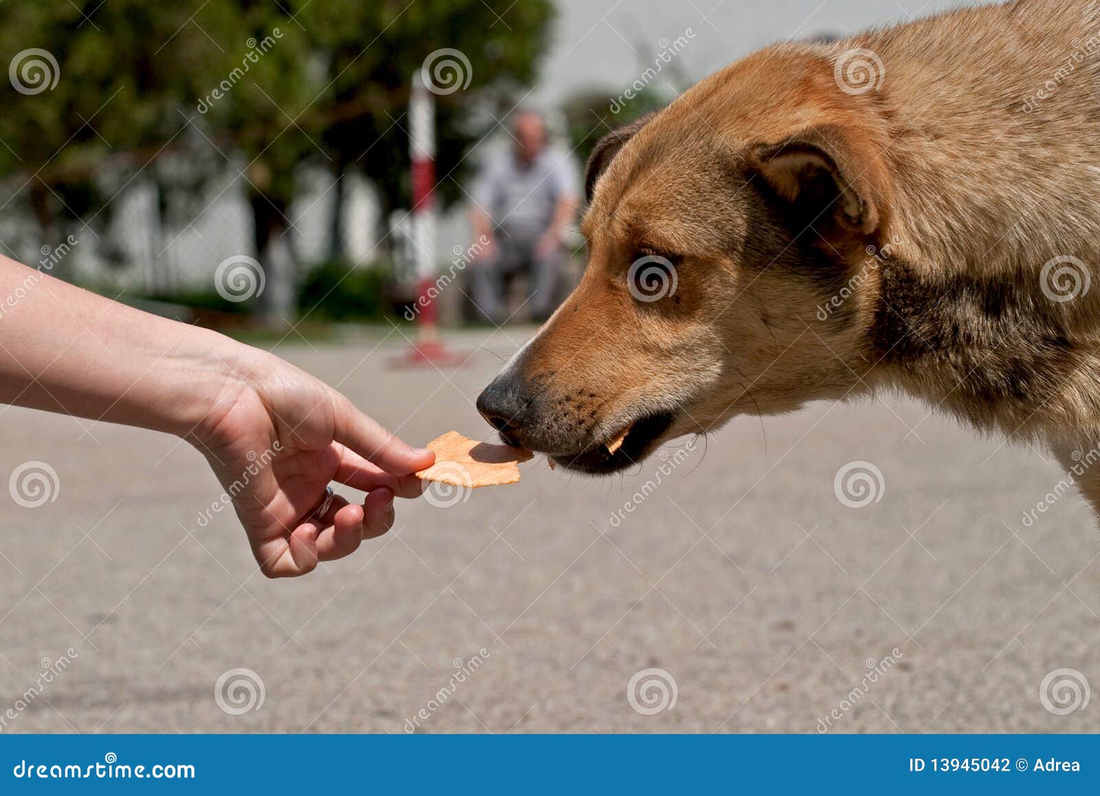 Human hand feeding a dog stock photo. Image of hunger - 13945042