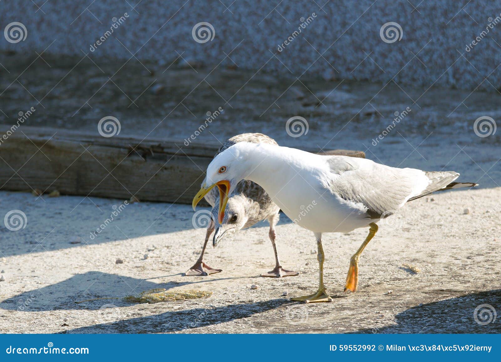 Feed stock photo. Image of young, seagull, feed, nature - 59552992