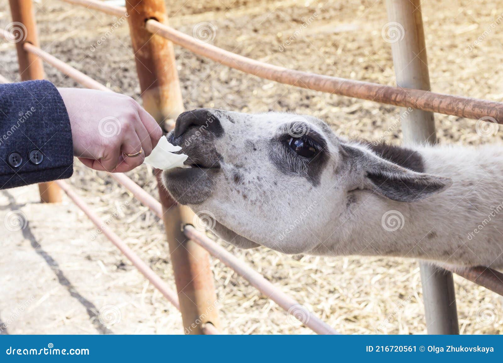 Feed Animals. Portrait of a White Llama Stock Image - Image of alpacas ...