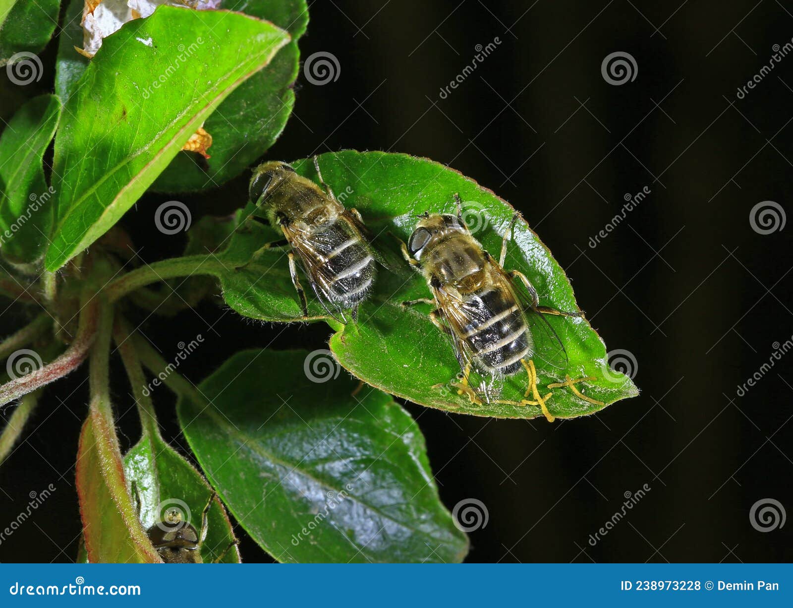 Feed Aphid Fly, in the Wild Stock Photo - Image of collect, insects ...