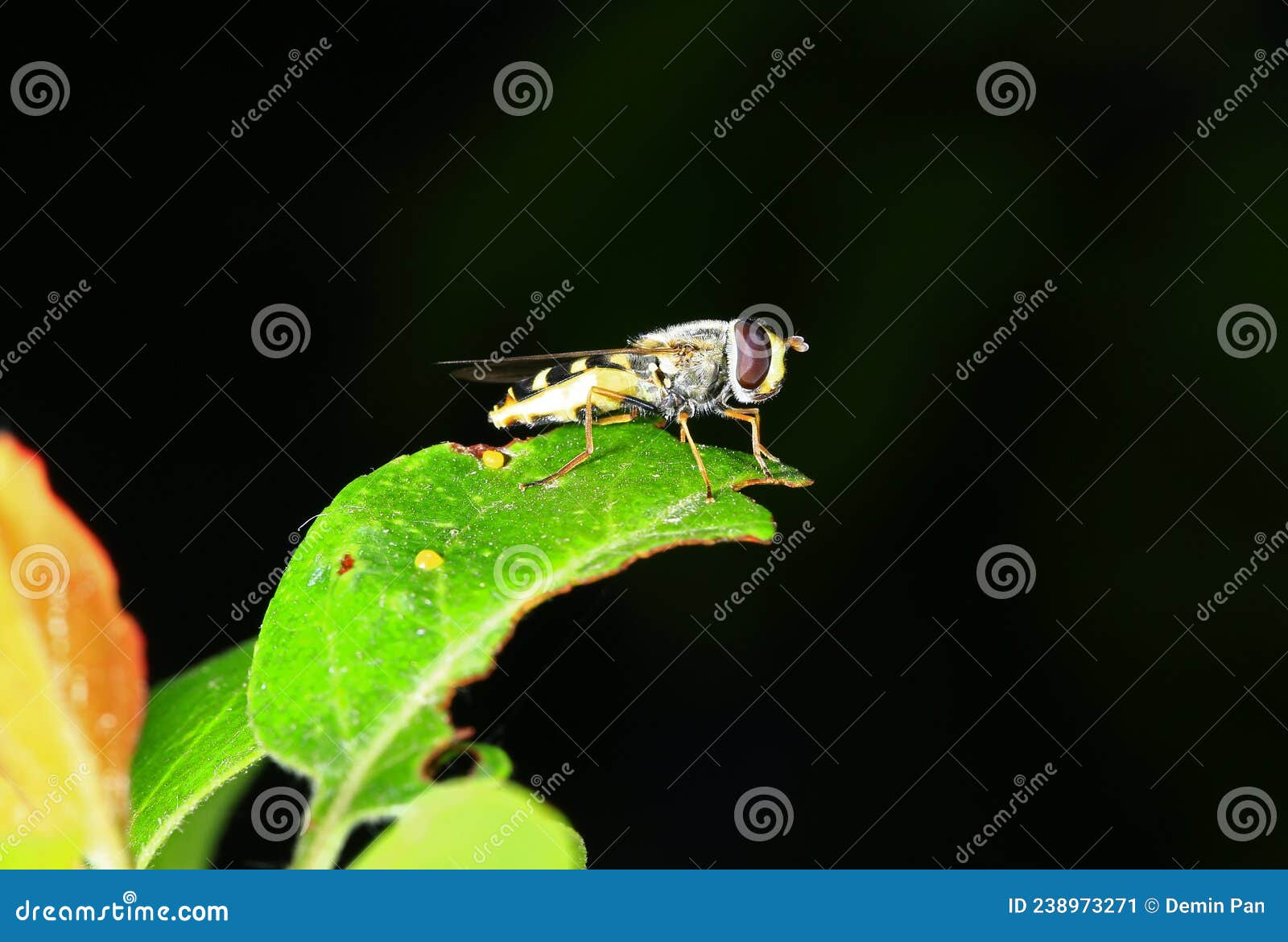 Feed Aphid Fly, in the Wild Stock Image - Image of color, park: 238973271