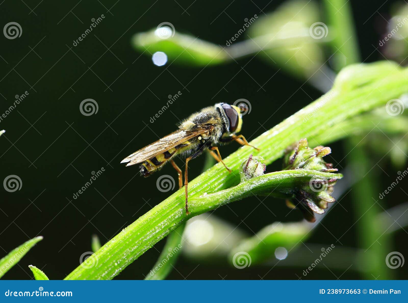 Feed Aphid Fly, in the Wild Stock Image - Image of purple, life: 238973663