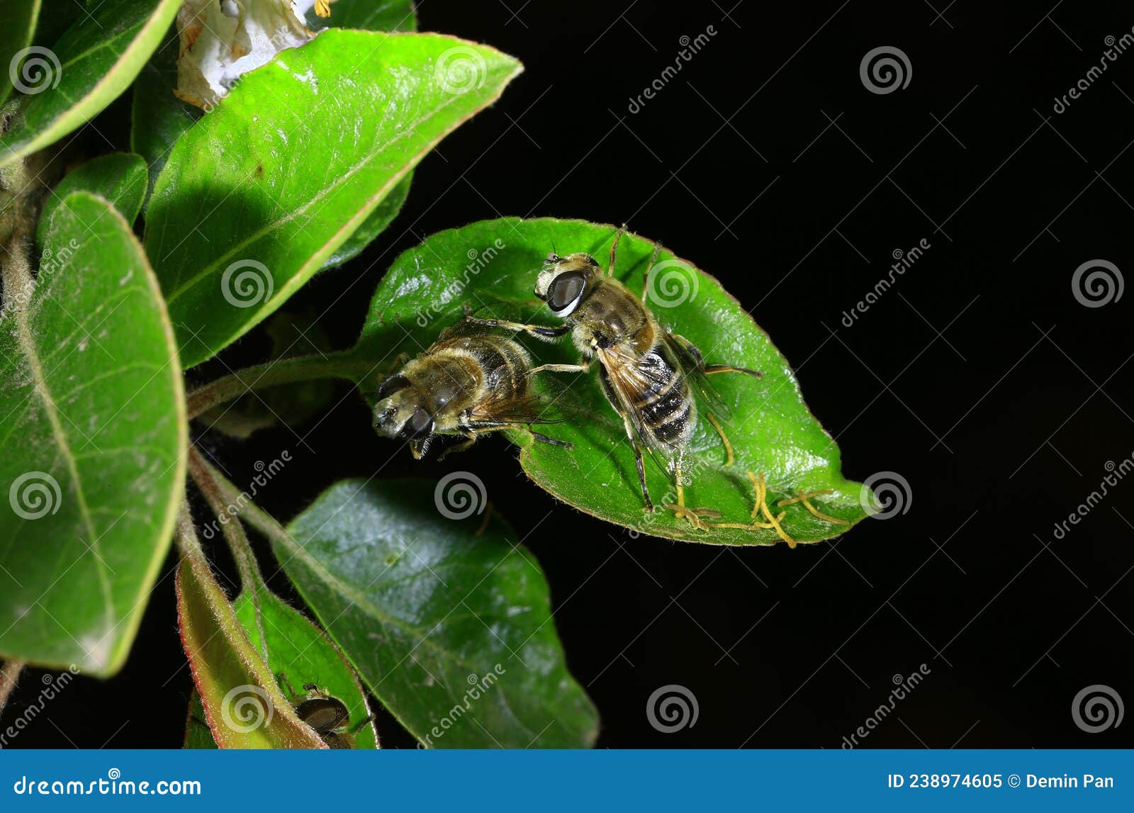 Feed Aphid Fly, in the Wild Stock Image - Image of rich, botany: 238974605