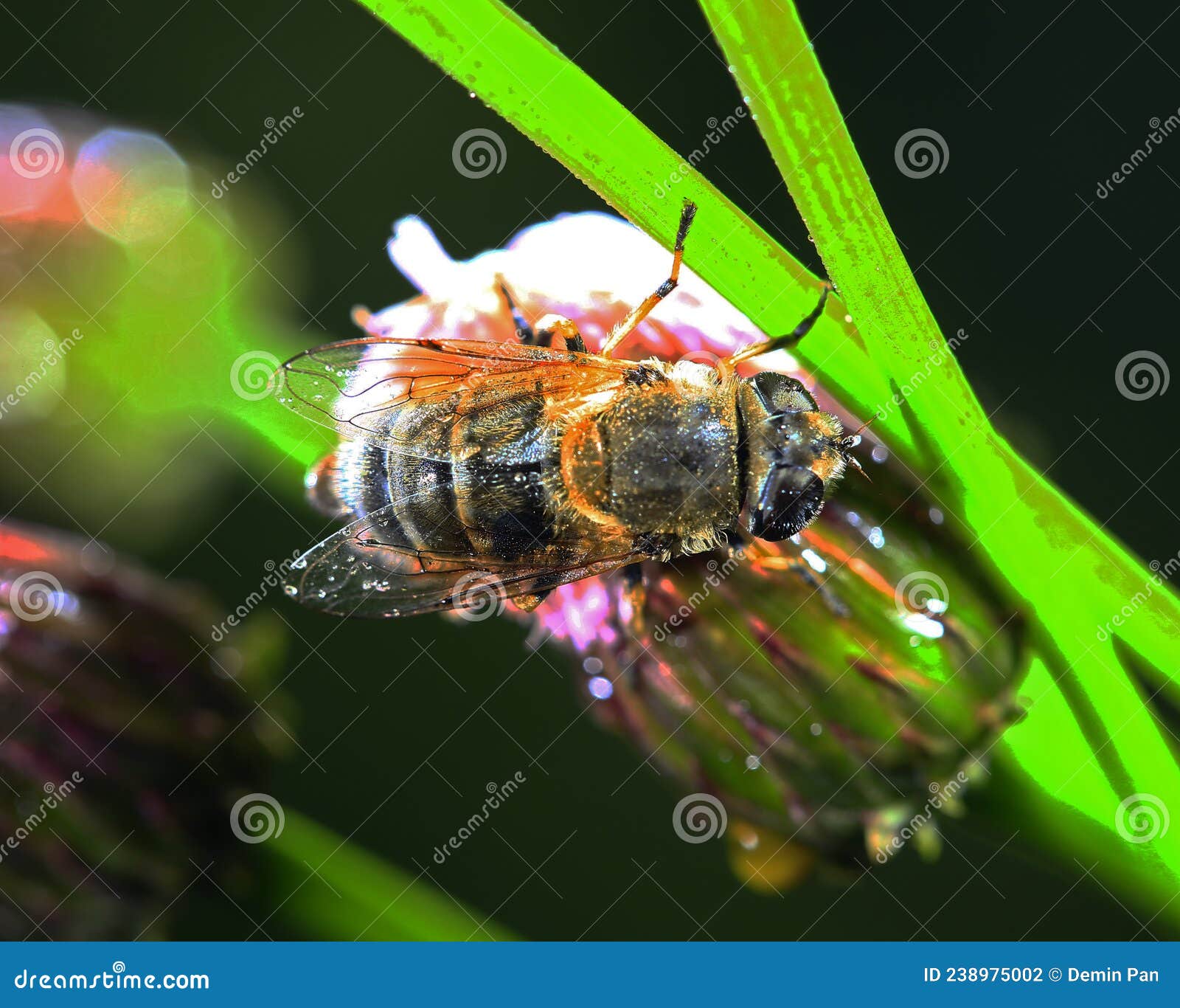 Feed Aphid Fly, in the Wild Stock Photo - Image of green, honey: 238975002
