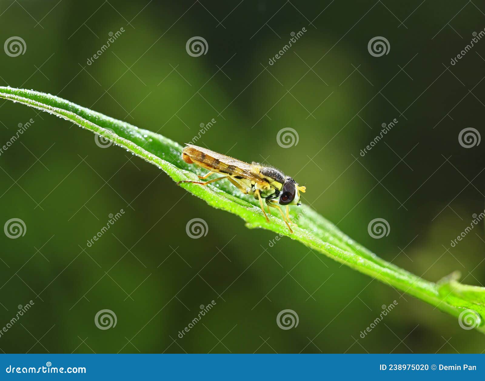 Feed Aphid Fly, in the Wild Stock Photo - Image of nature, lens: 238975020