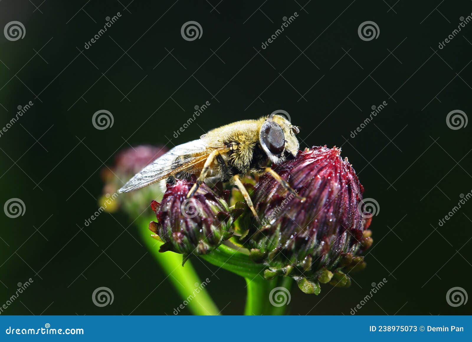 Feed Aphid Fly, in the Wild Stock Image - Image of insects, colorful ...