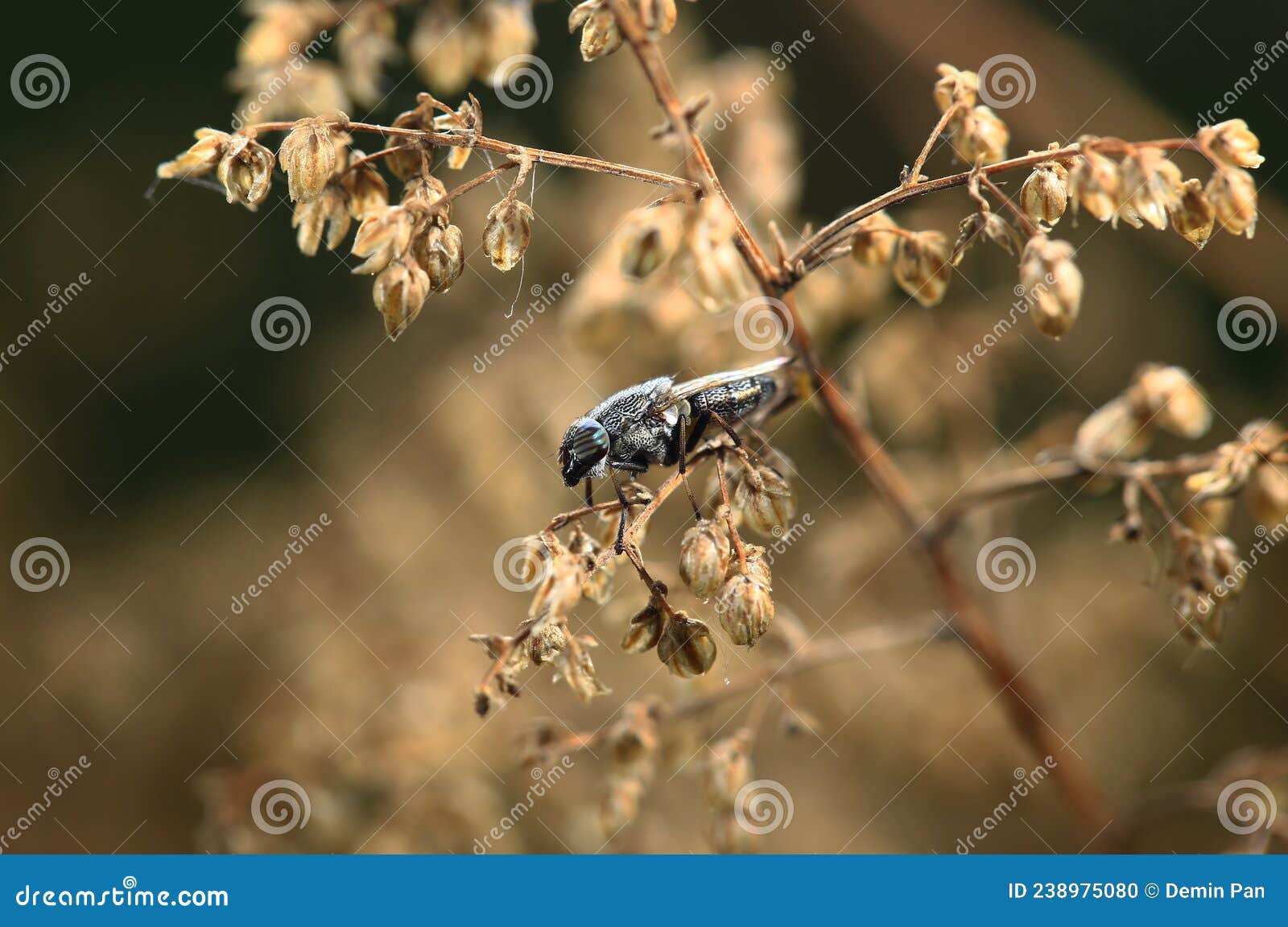 Feed Aphid Fly, in the Wild Stock Photo - Image of collection, colorful ...