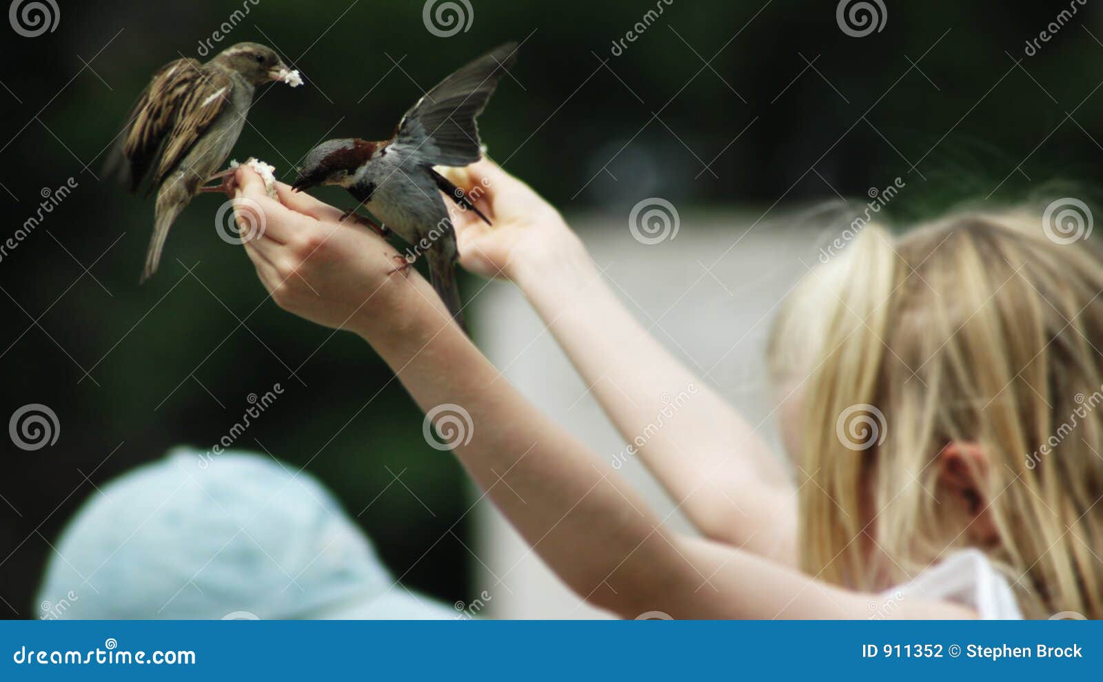 Feed the birds stock photo. Image of young, feed, girl - 911352