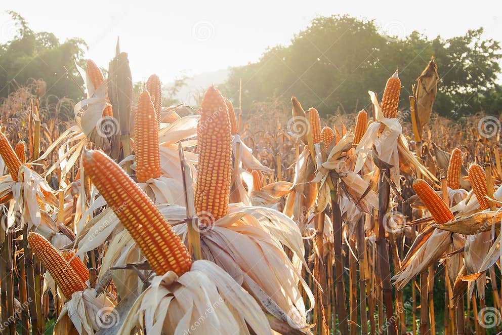 Feed Corn drying stock image. Image of fields, farm, autumn - 46190427