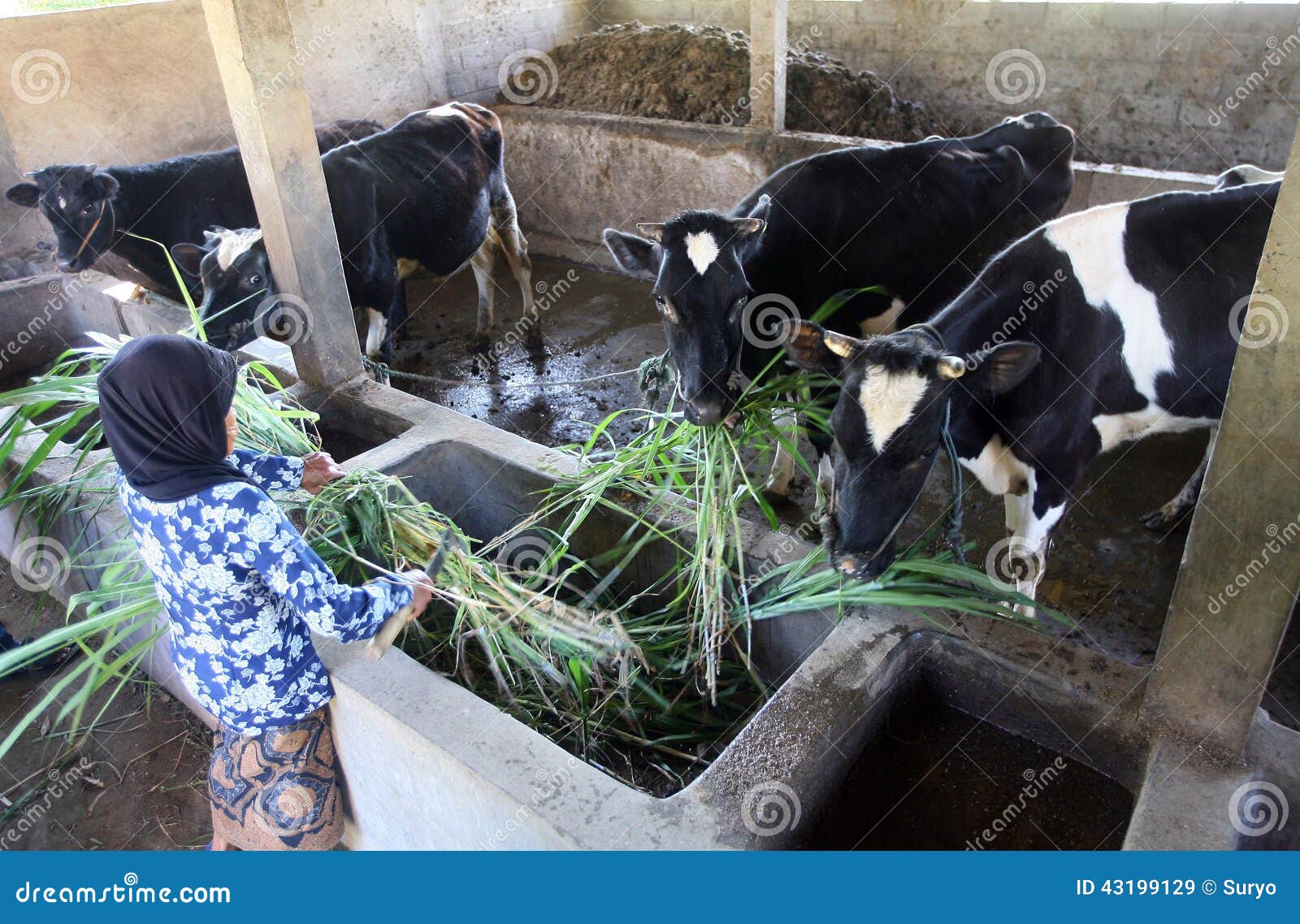 Feed cows editorial stock image. Image of indonesia, farm - 43199129