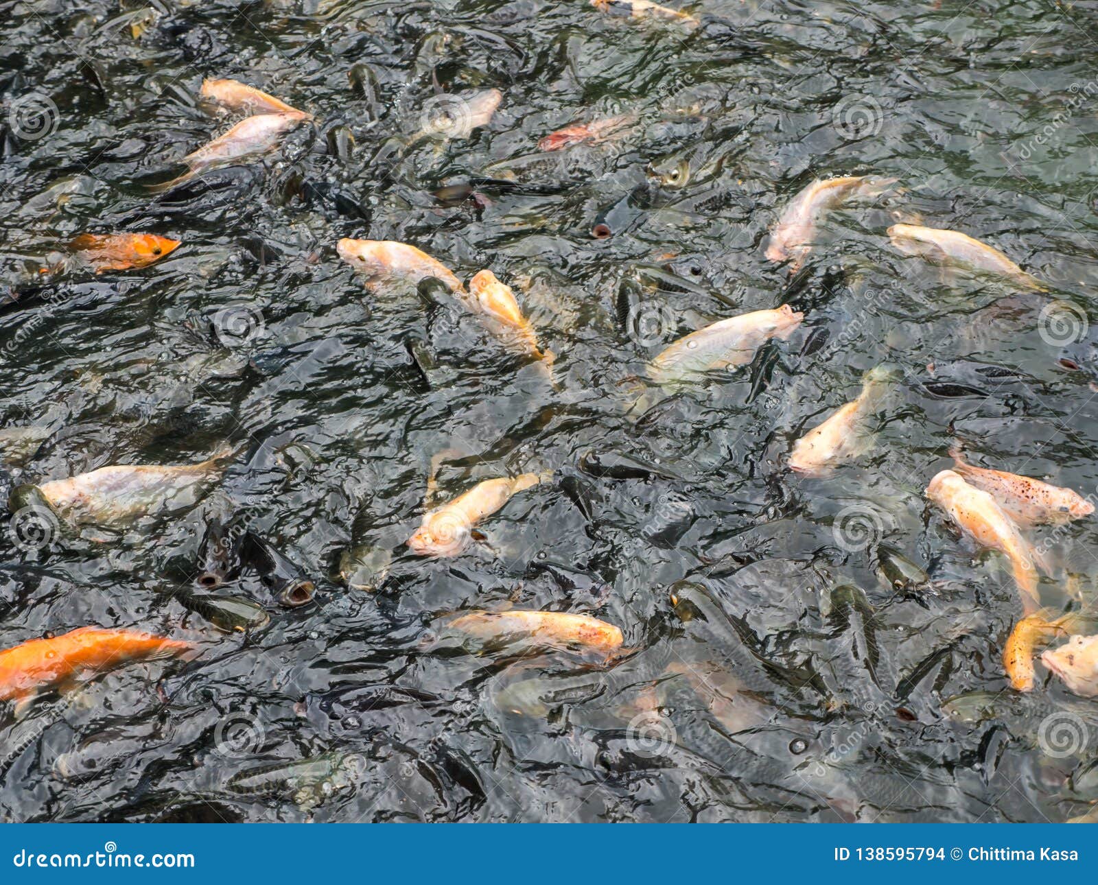Fish in pond stock photo. Image of swim, water, habitat - 138595794