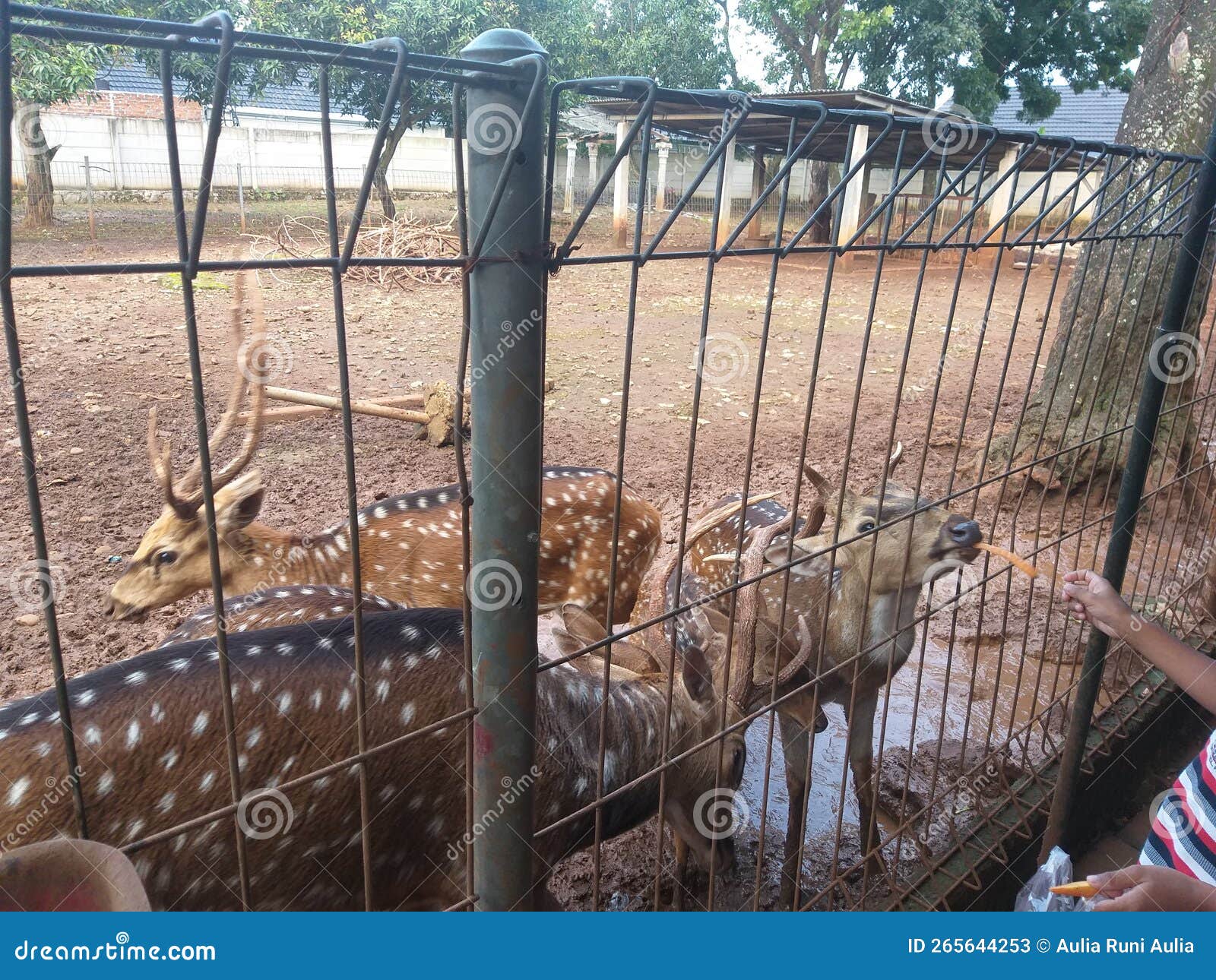 Feed the Deer in the Stable Stock Image - Image of mammal, backyard ...