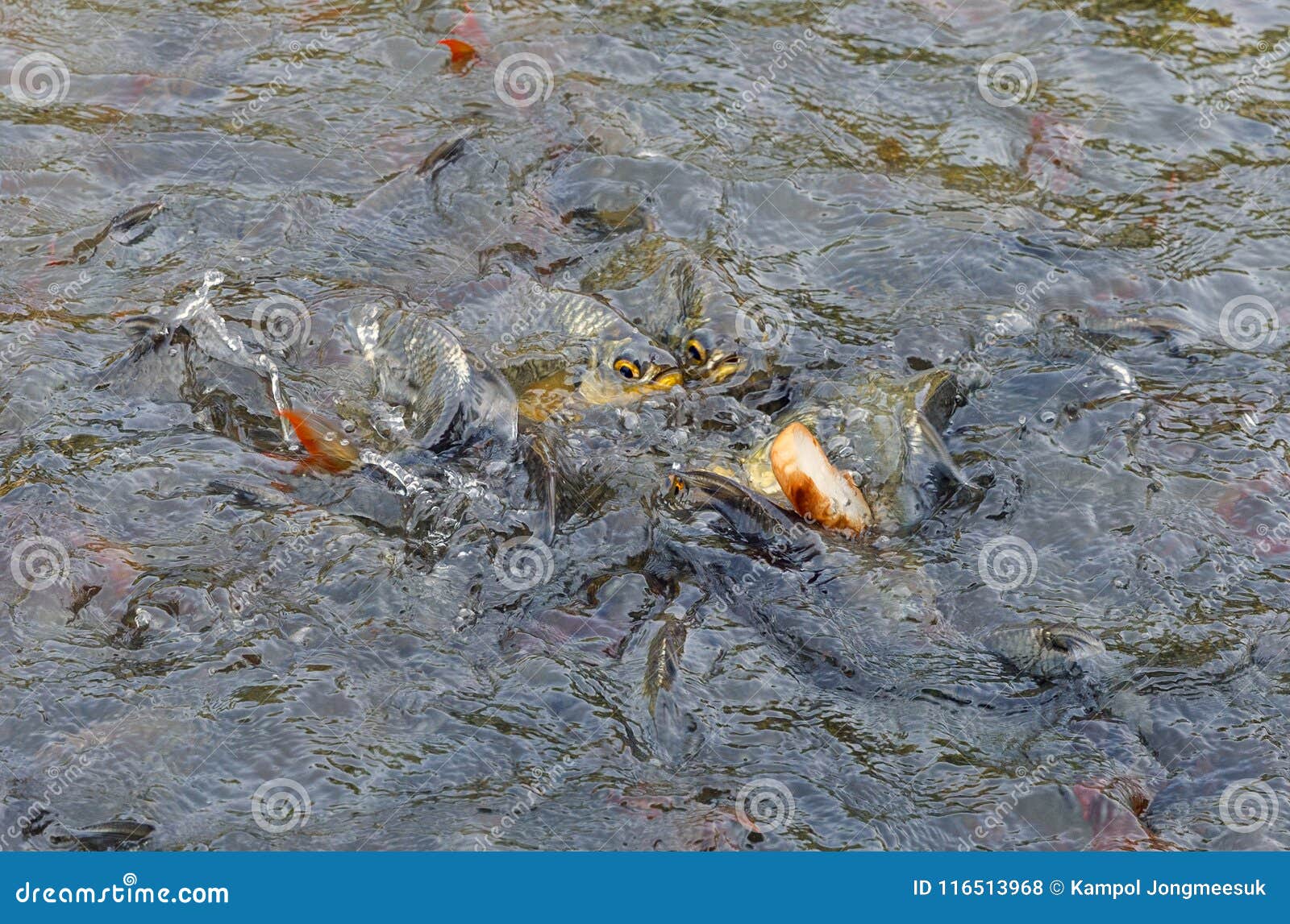 Feed the fish with bread. stock photo. Image of fish - 116513968
