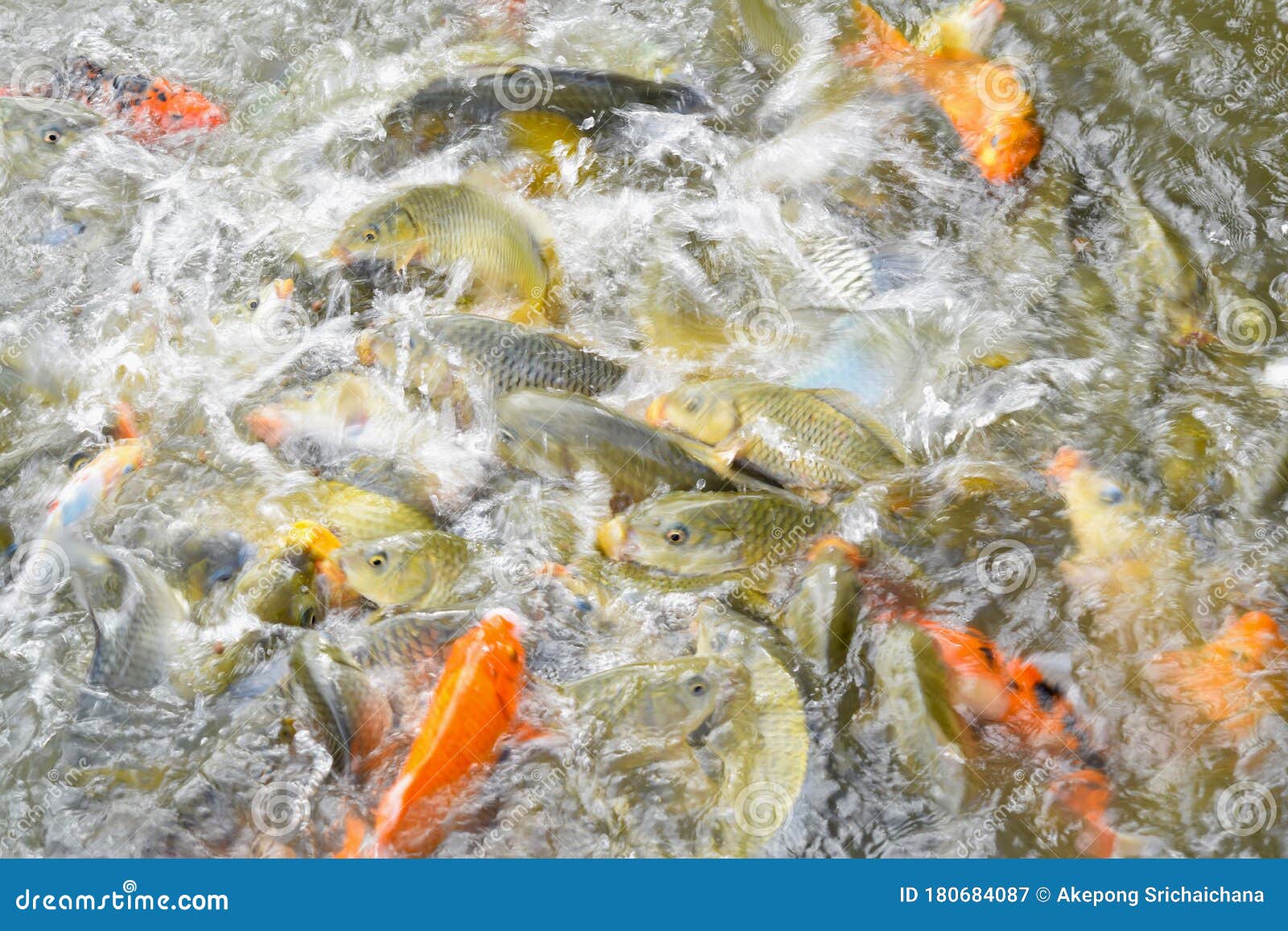 Feed the Fish School of Fish.blur Stock Image - Image of fishblur ...