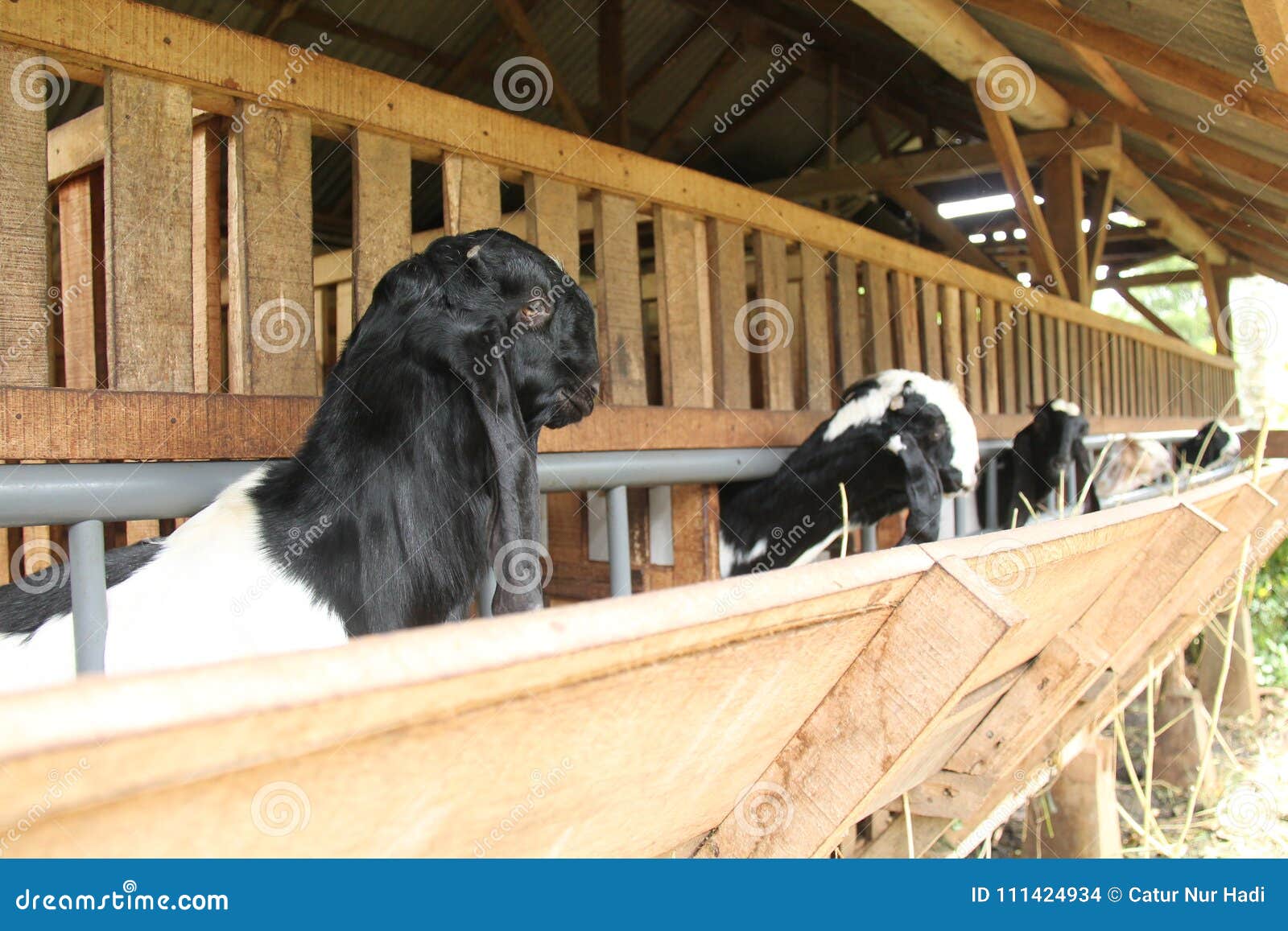 Feed the Goats in the Cage, Version 1 Stock Photo - Image of beauty ...