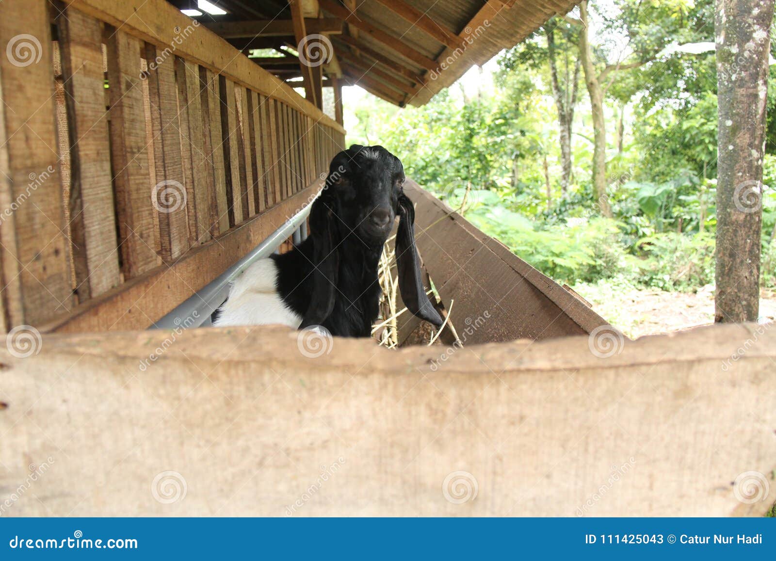 Feed the Goats in the Cage, Version 2 Stock Image - Image of feed ...