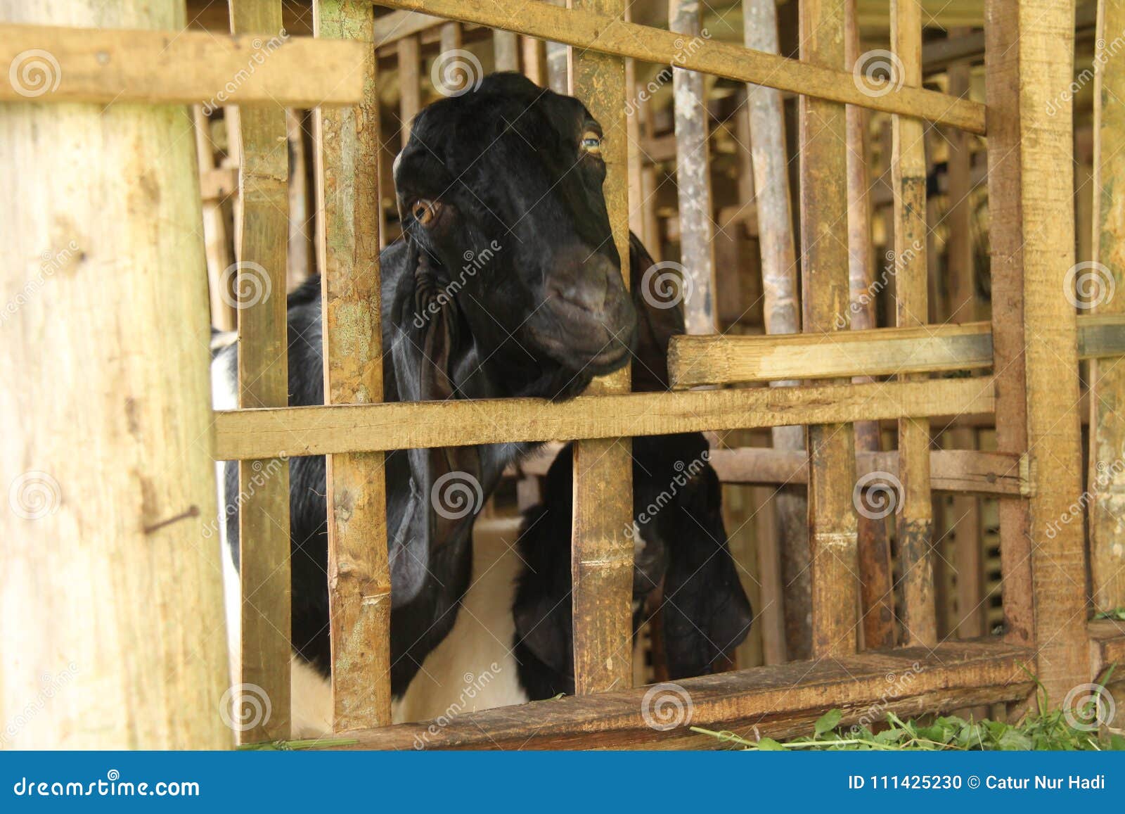 Feed the Goats in the Cage, Version 7 Stock Photo - Image of brown ...