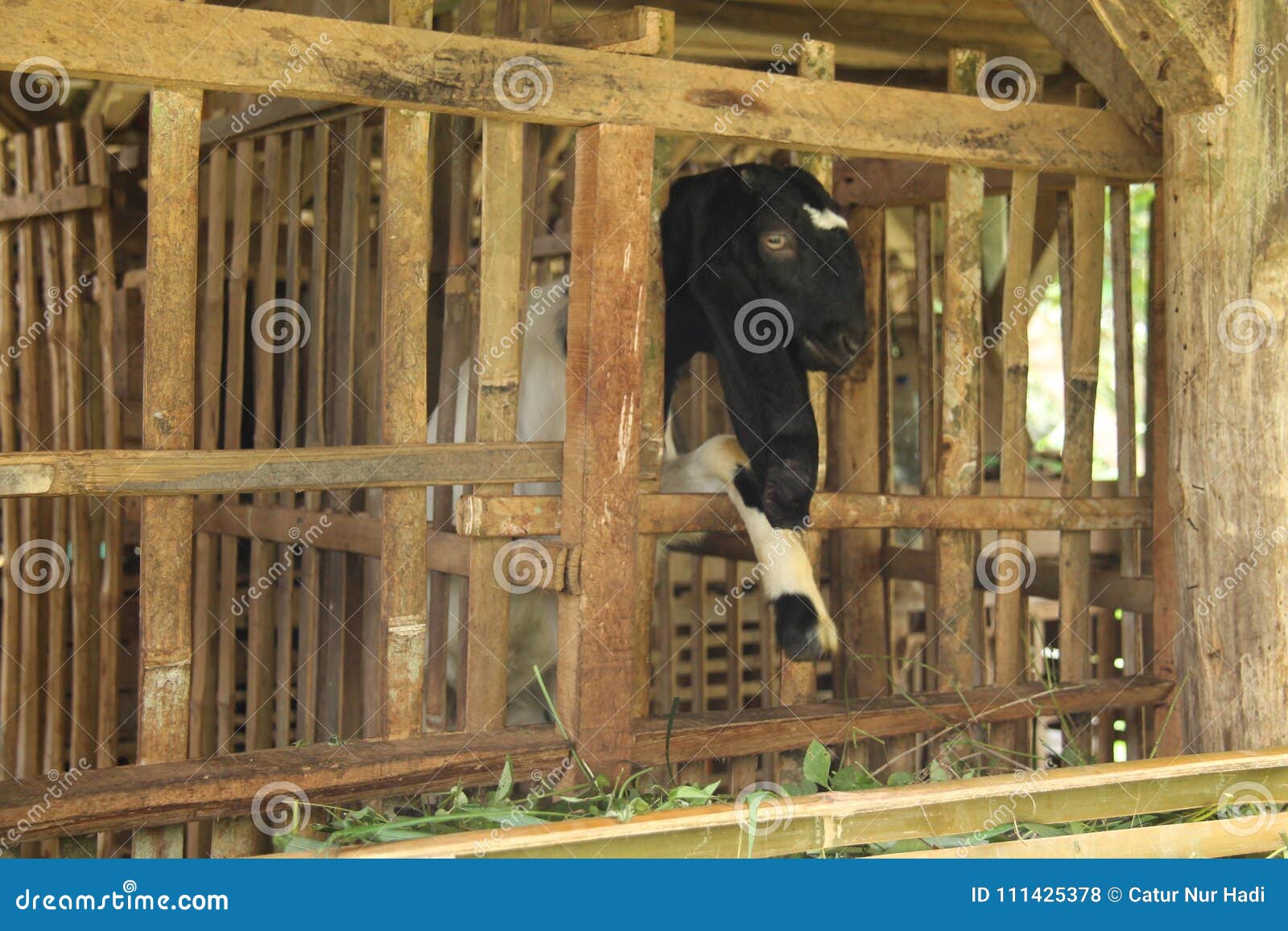 Feed the Goats in the Cage, Version 17 Stock Photo - Image of business ...