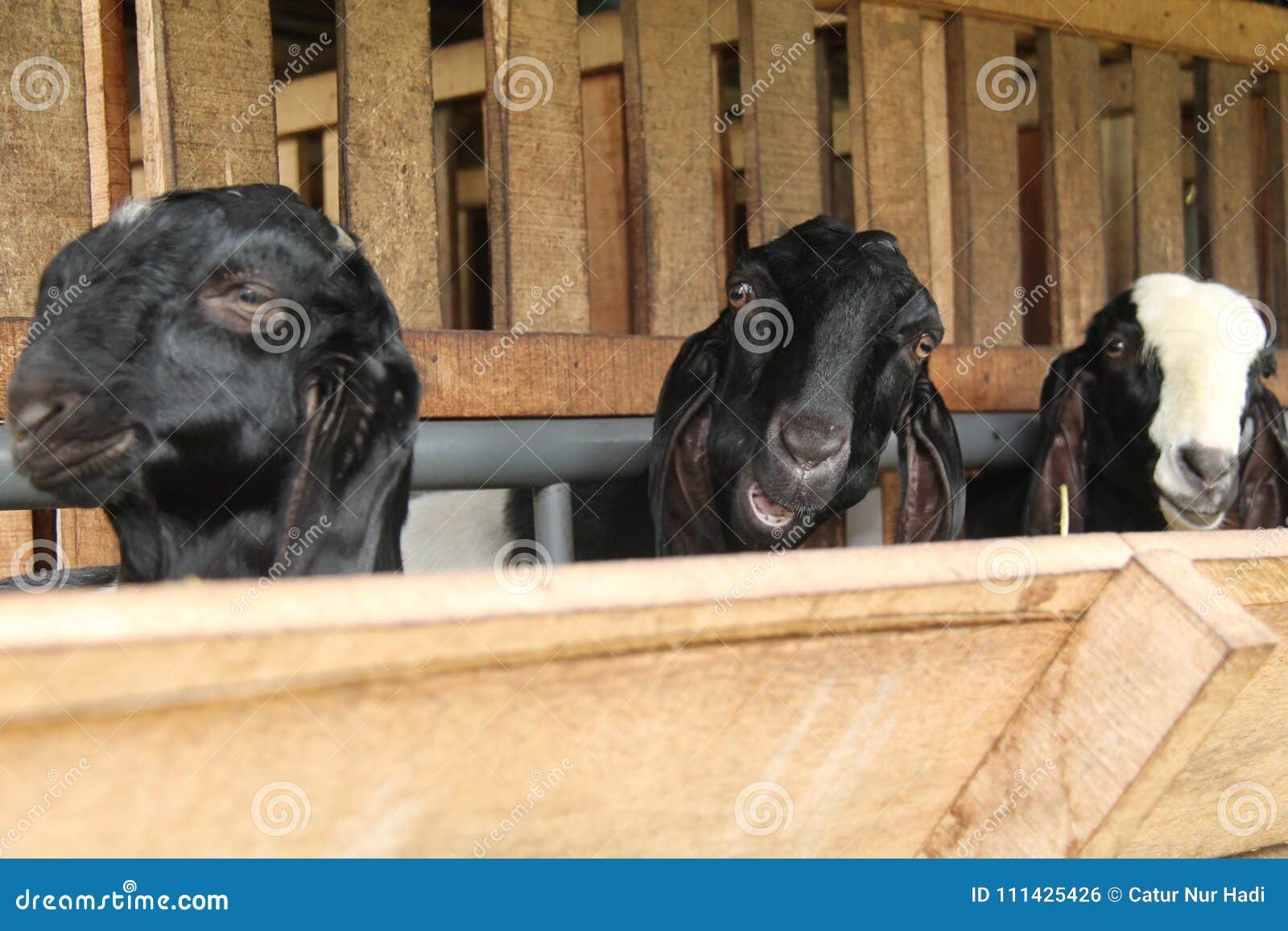 Feed the Goats in the Cage, Version 21 Stock Photo - Image of farming ...