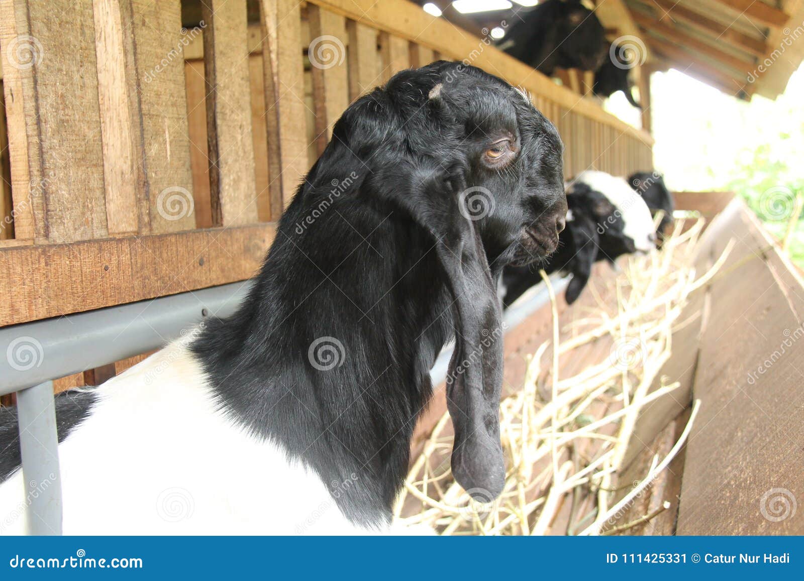 Feed the Goats in the Cage, Version 13 Stock Image - Image of enclosure ...