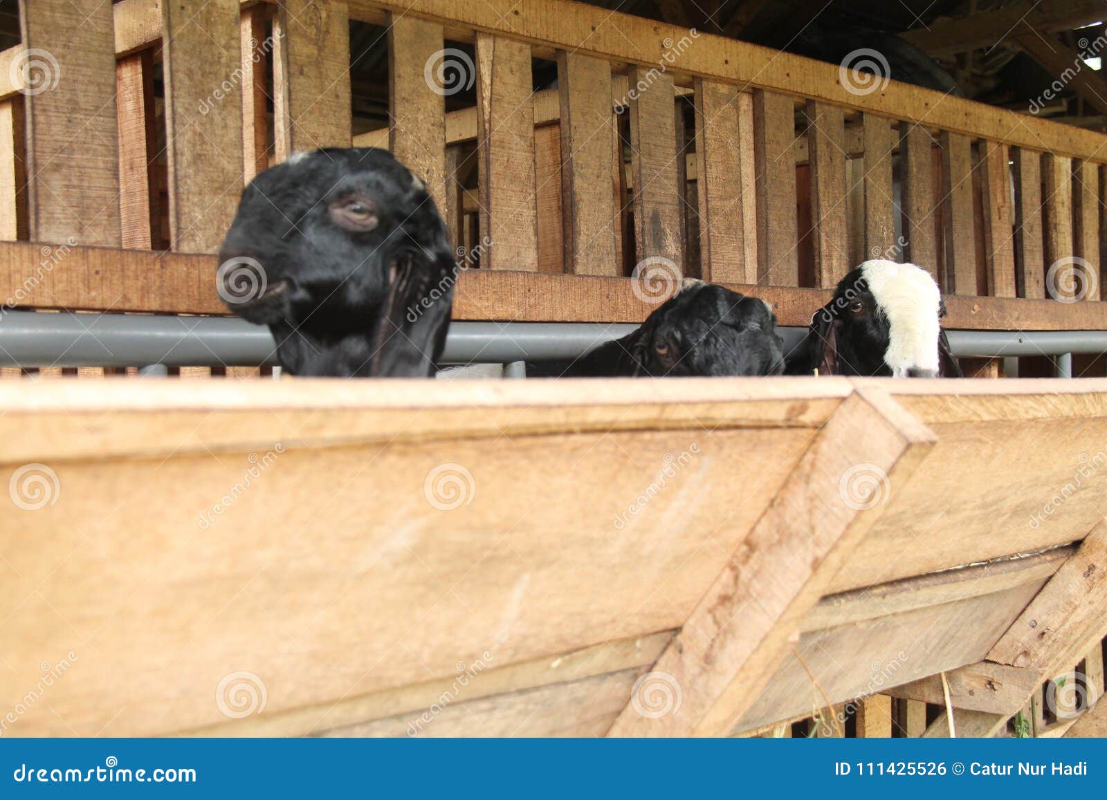 Feed the Goats in the Cage, Version 24 Stock Photo - Image of domestic ...