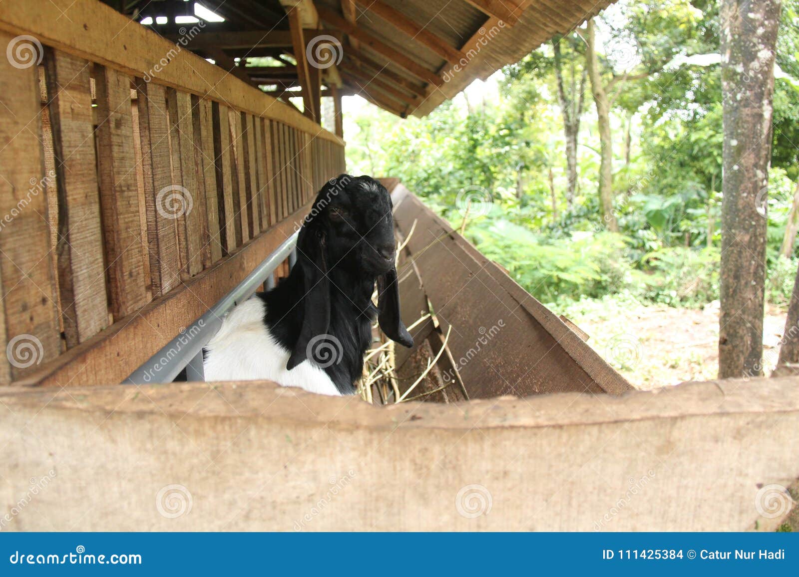 Feed the Goats in the Cage, Version 18 Stock Photo - Image of business ...