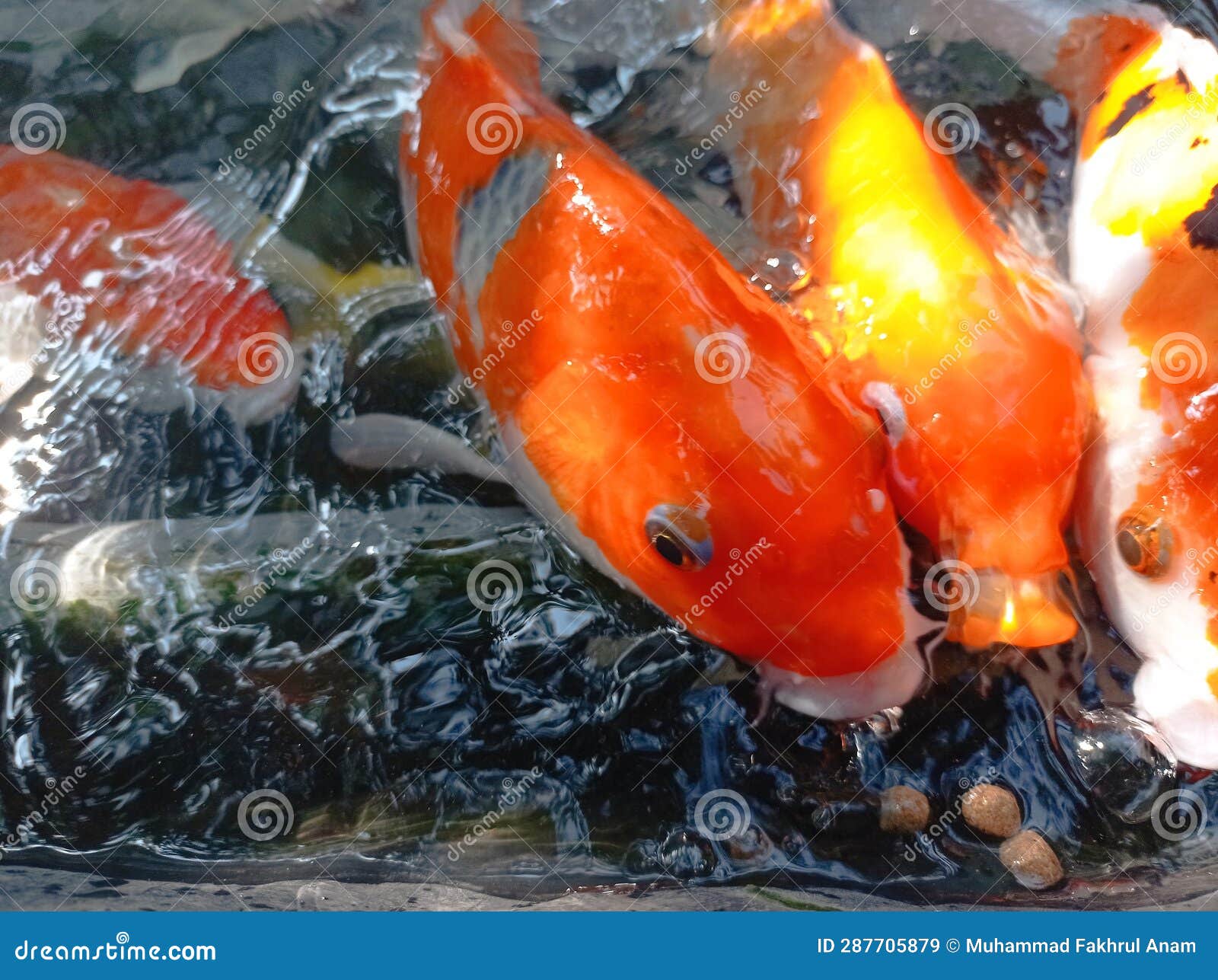 Feed the Koi Fish in the Pond Stock Image - Image of fish, asia: 287705879