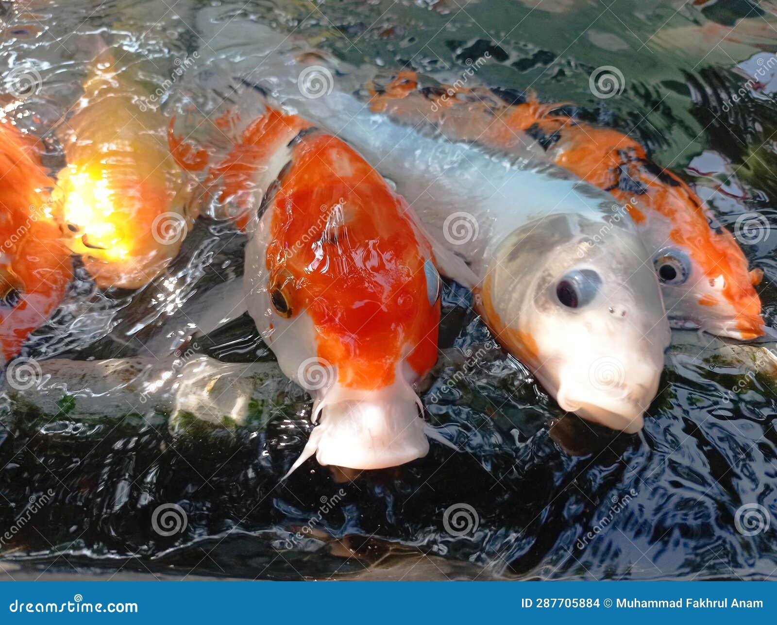 Feed the Koi Fish in the Pond Stock Photo - Image of wallpaper, nature ...