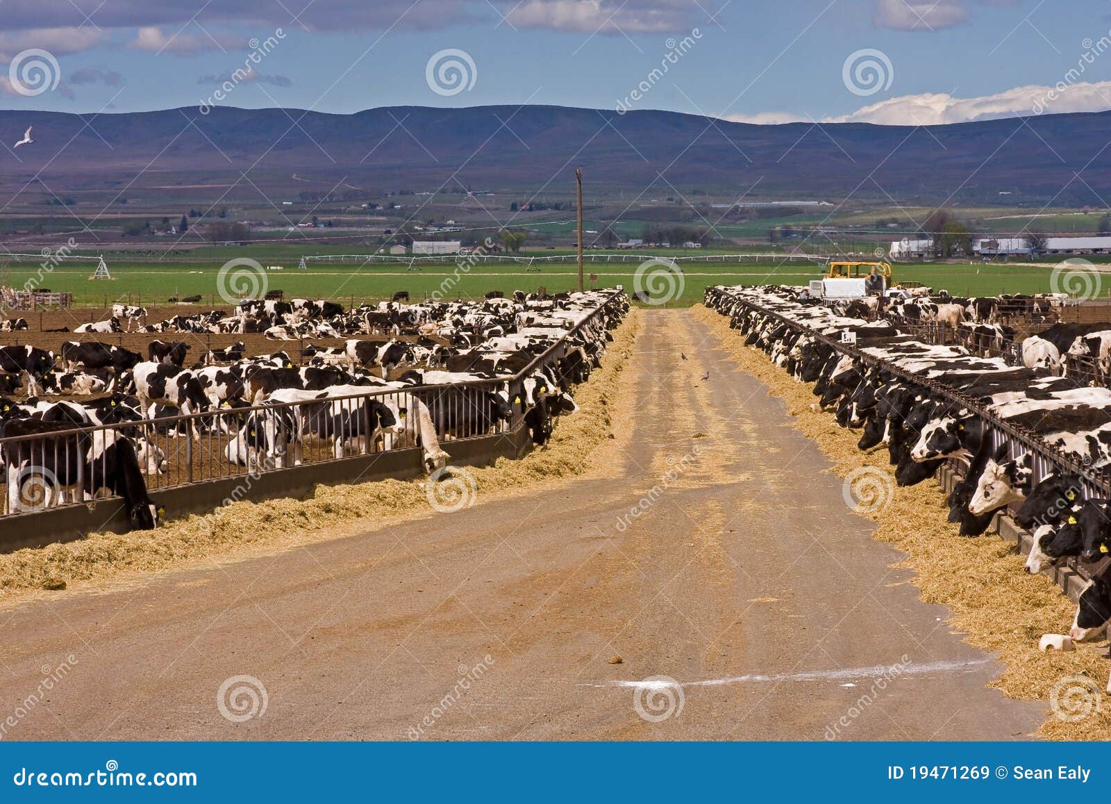 Feed Lot stock image. Image of american, milk, washington - 19471269