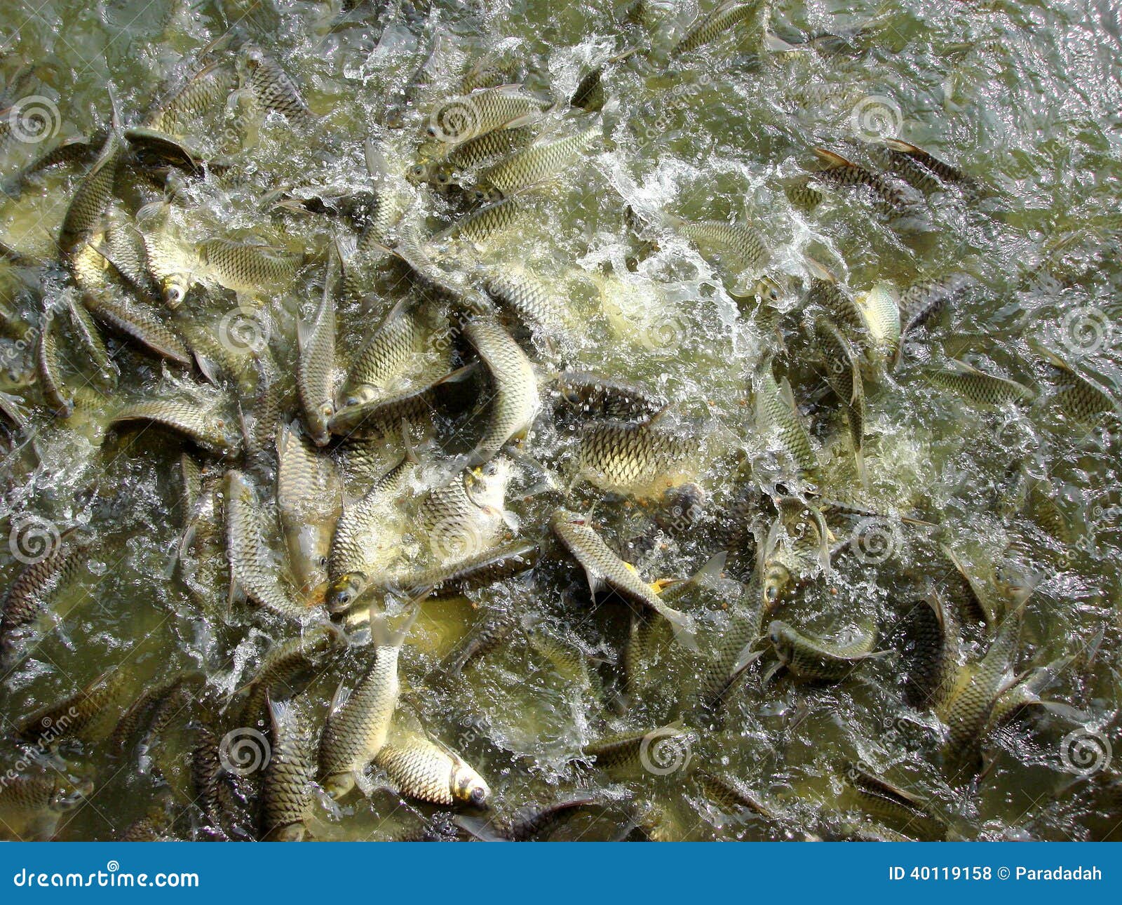 Feed stock photo. Image of nature, compete, catch, life - 40119158