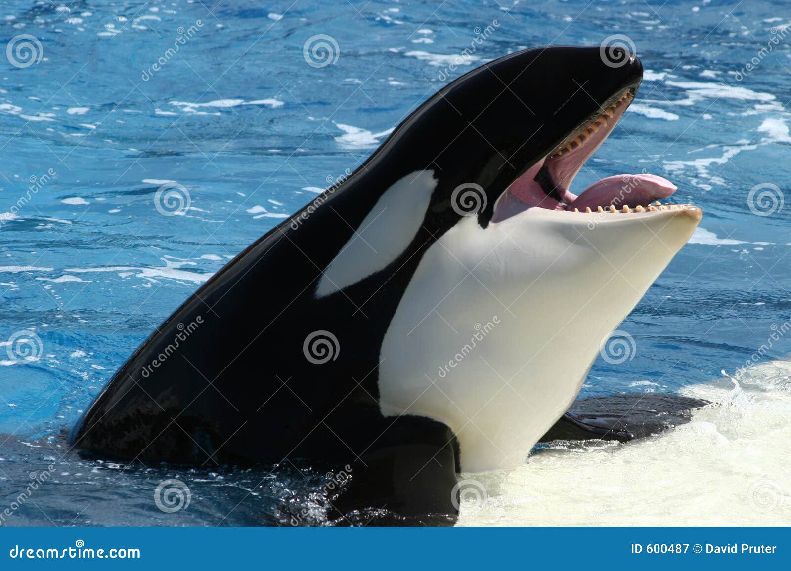 Feed Me Please editorial photography. Image of fish, hunger - 600487