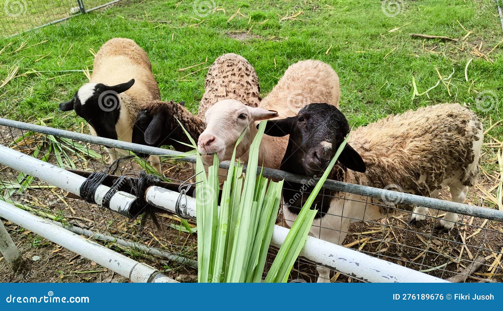 Feed the sheep in the barn stock photo. Image of farm - 276189676
