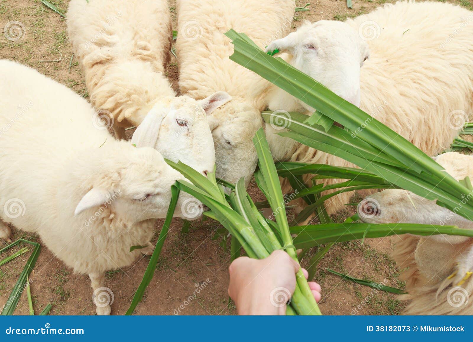 Feed Sheep Eating with Grass Stock Image - Image of food, farm: 38182073