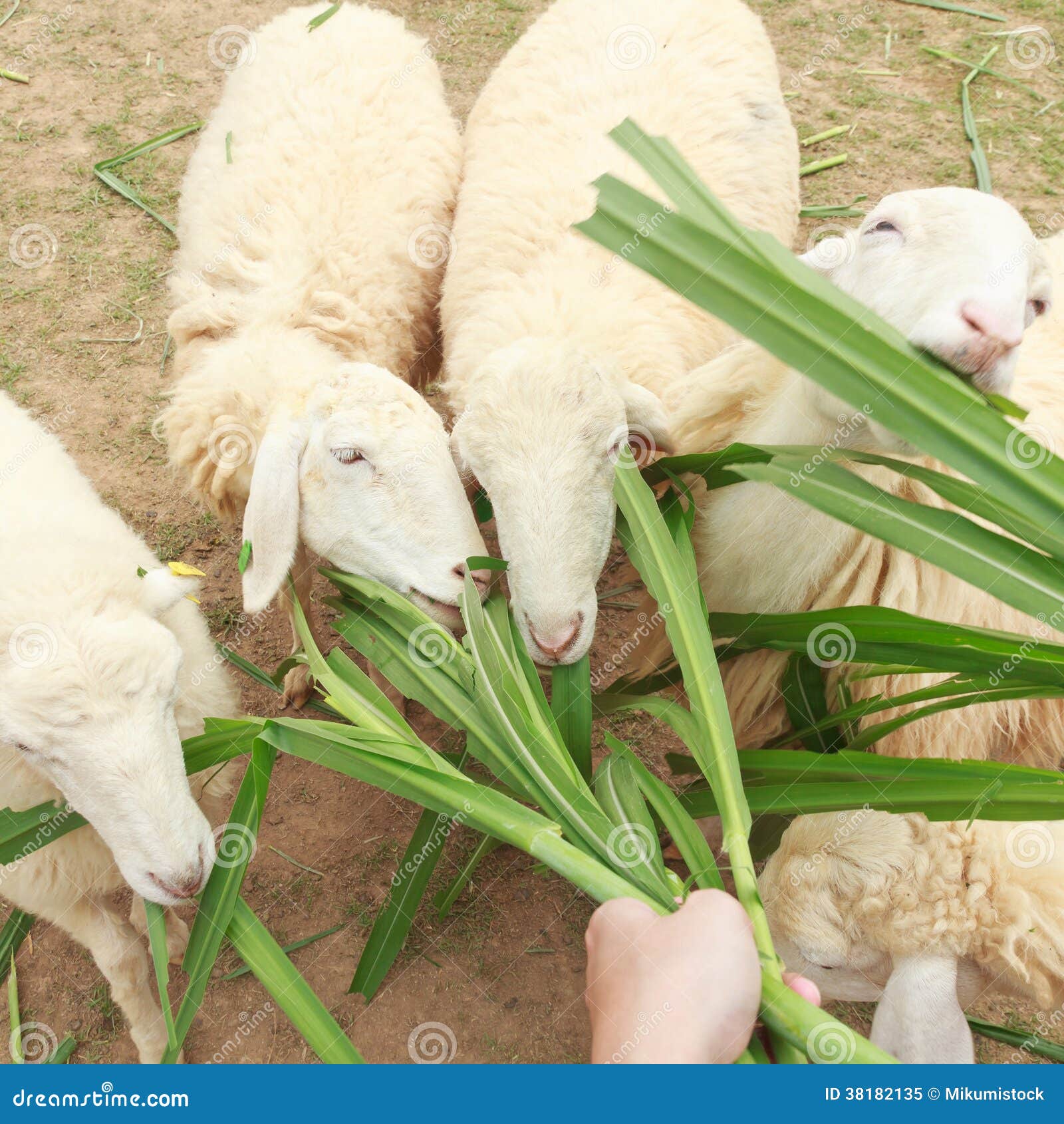 Feed Sheep Eating with Grass Stock Image - Image of feed, front: 38182135