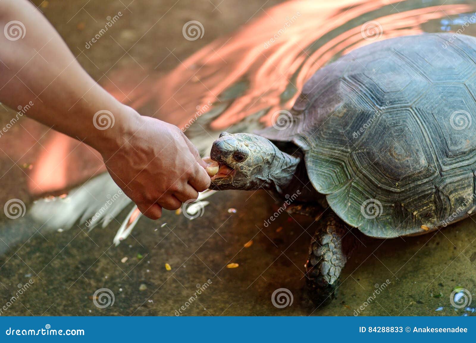 Feed a turtle stock image. Image of reptile, giant, amphibian - 84288833