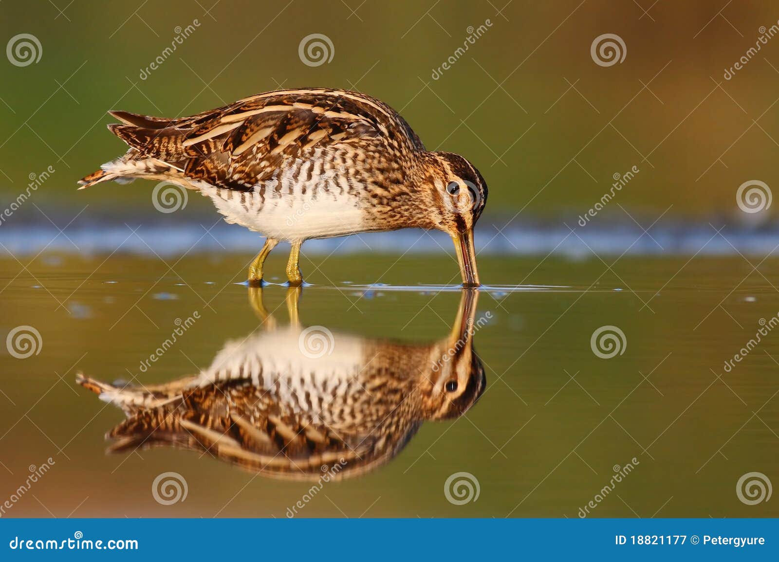 Feeding common snipe stock image. Image of hungary, hortobagy - 18821177