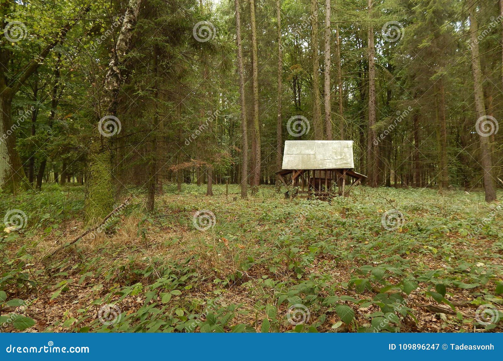Bar for forest animals stock image. Image of wilderness - 109896247