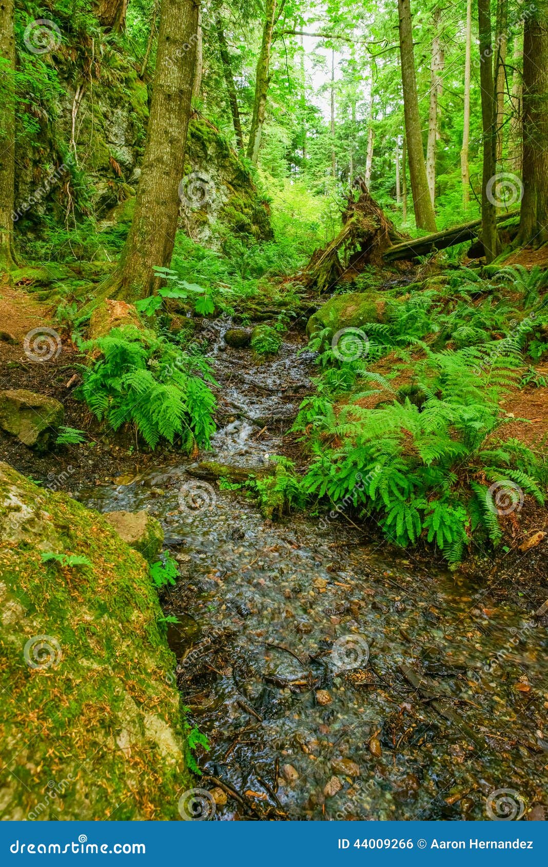 Feeder Stream Uphill stock photo. Image of nature, forest - 44009266