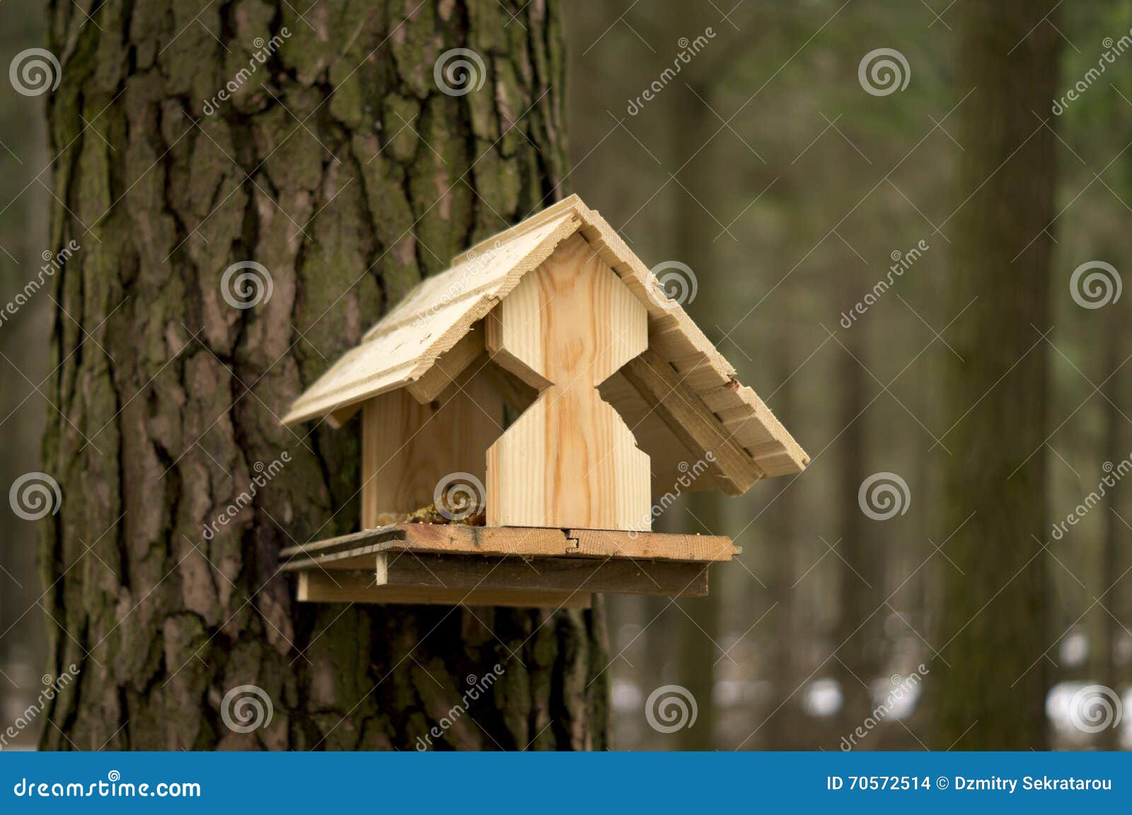 Feeders for Birds on a Tree Stock Photo - Image of tomtit, sparrows ...