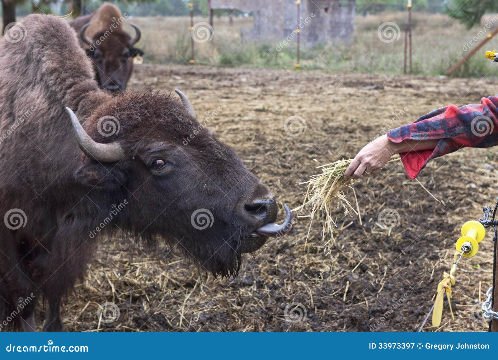 Feediing the bison. stock image. Image of grazing, nature - 33973397