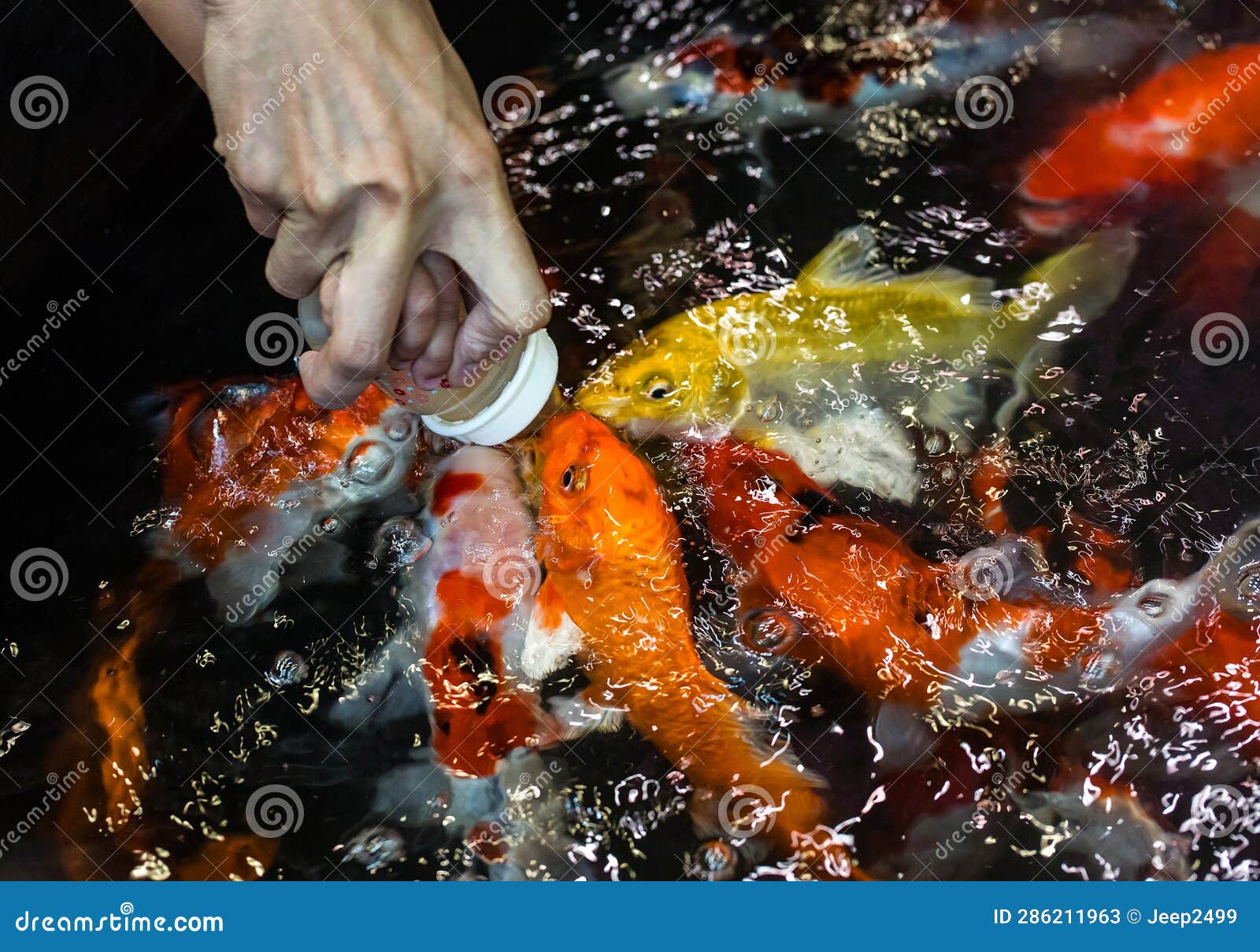 Feeding Activities for Koi Fish. Stock Image - Image of feeding ...