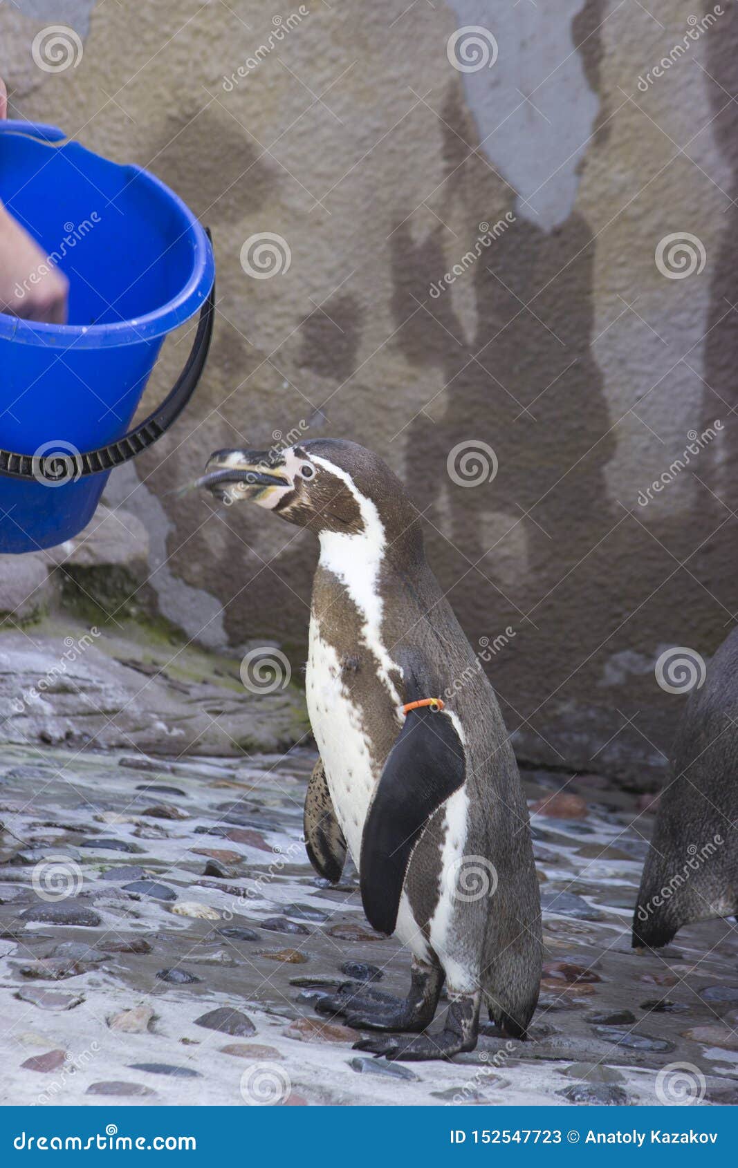 Feeding African Penguins Spheniscus Demersus Stock Image - Image of ...