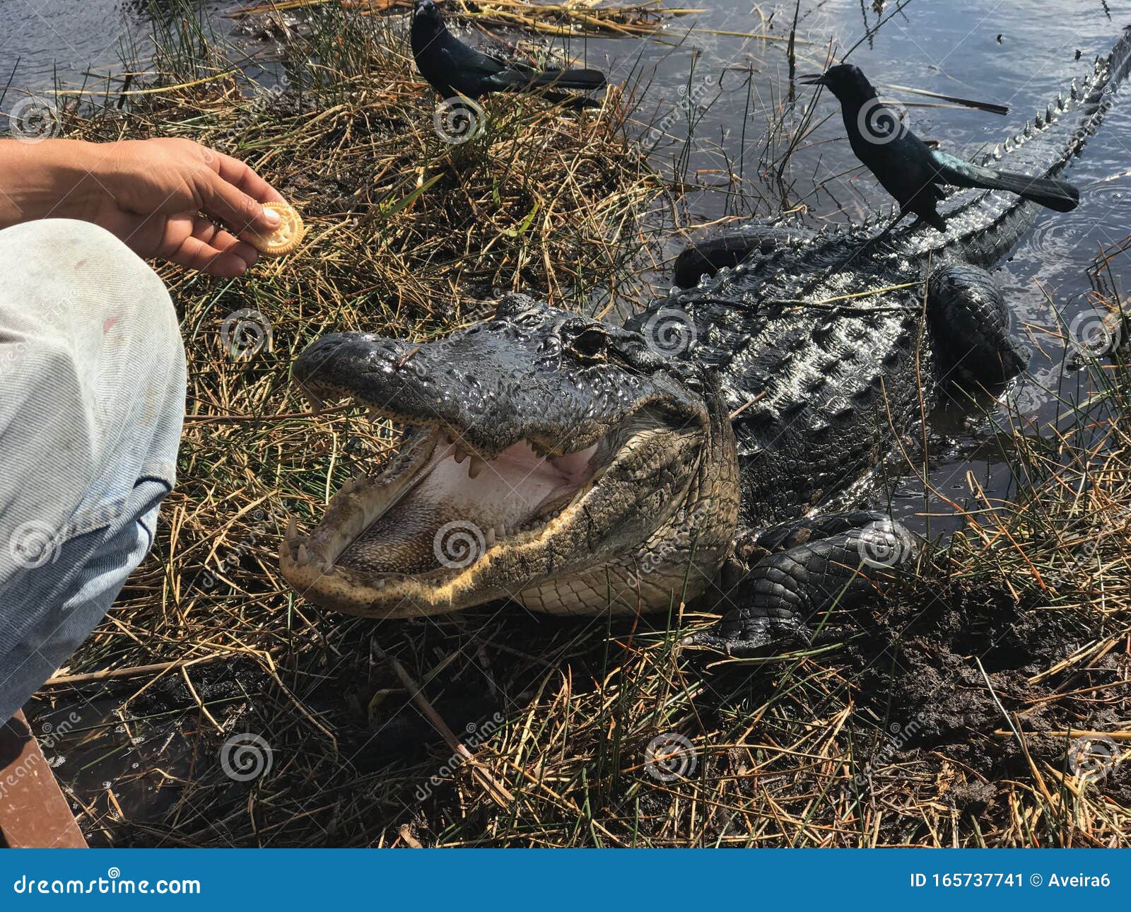 Feeding Alligator with Cookies in Everglades Stock Image - Image of ...