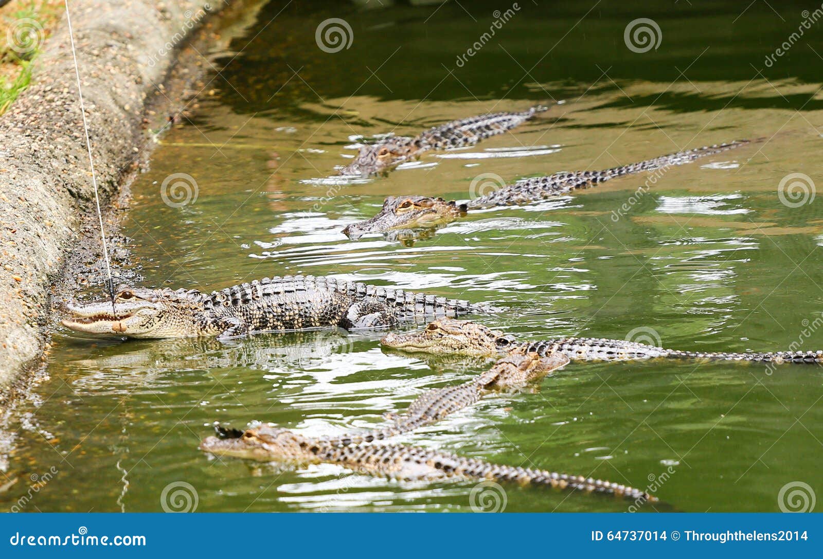 Feeding Alligators in a Closed Water Pool with a Pole Stock Photo ...