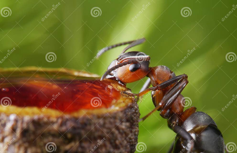 Ant eats strawberry syrup stock photo. Image of sweet - 29729622